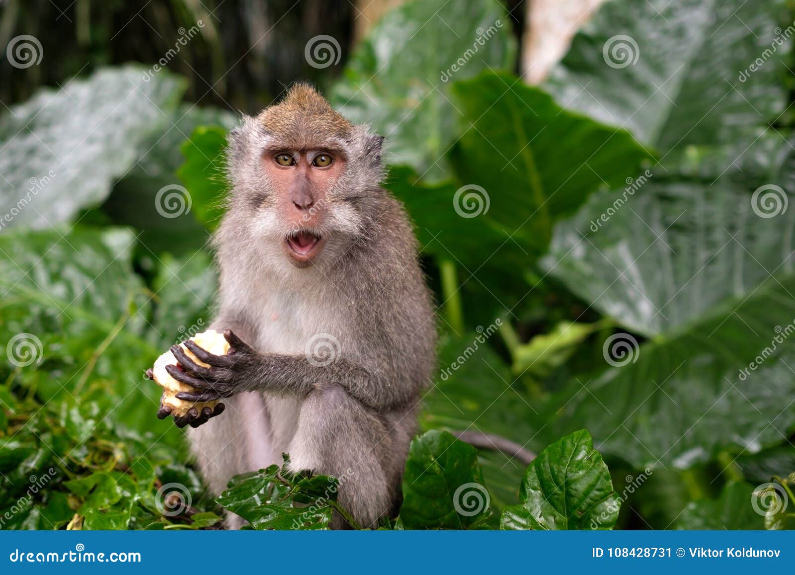 Young Macaque Monkey eat stock image. Image of bali - 108428731