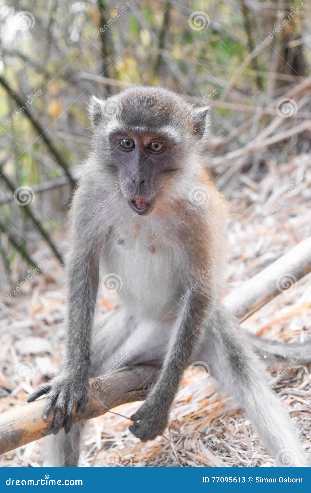 Young Macaque Monkey stock image. Image of thailand, mountain - 77095613
