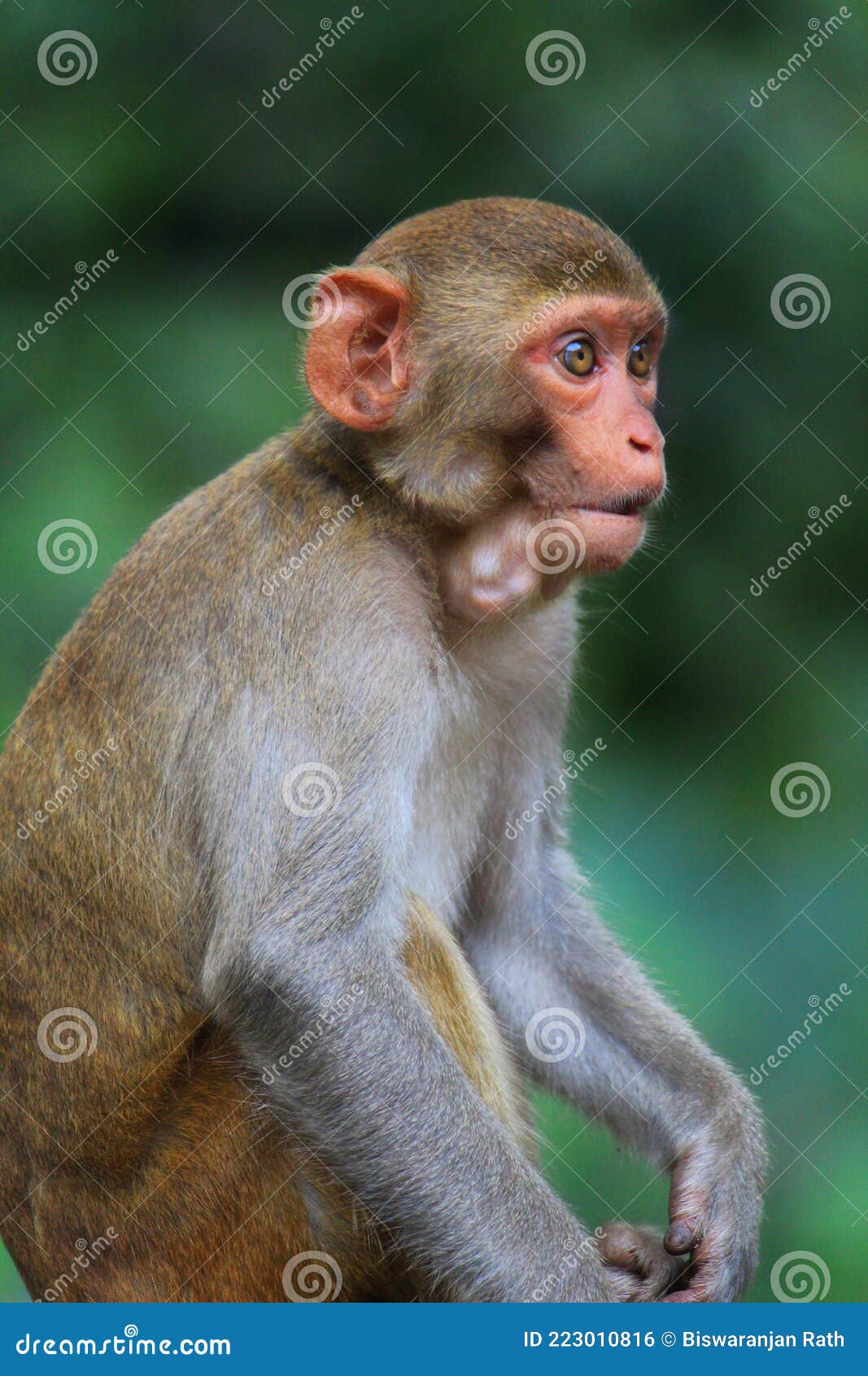 Young Macaque Monkey with Mouthfull of Foods in India Stock Photo ...