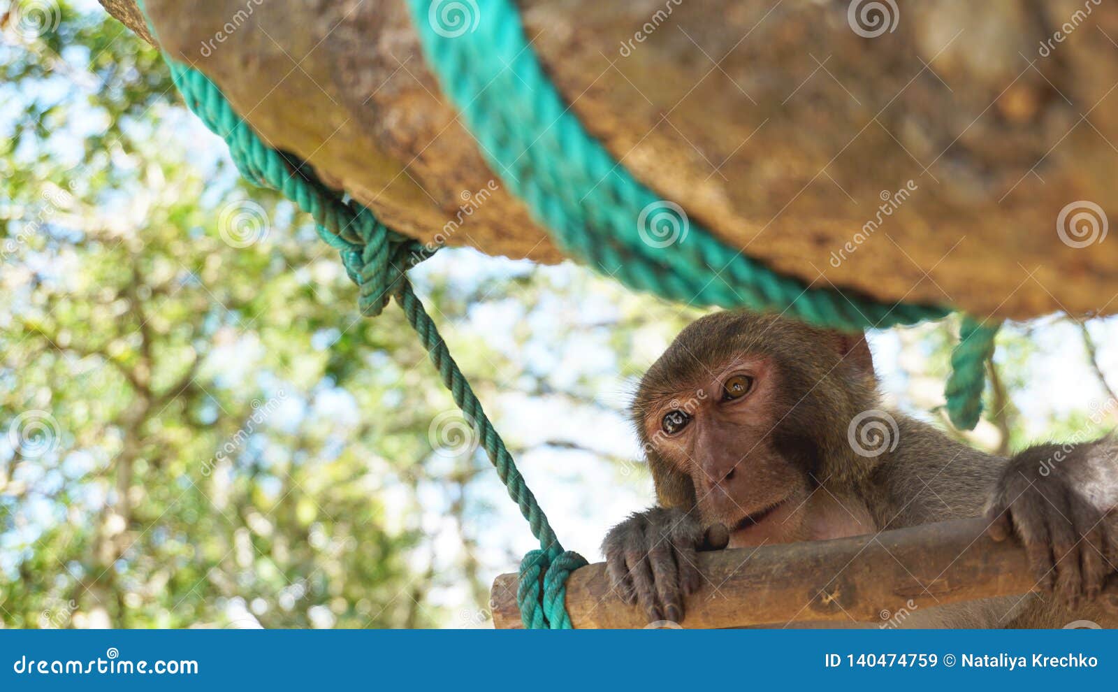 Young Macaque Monkey with Multi-colored Eyes Sitting on Tree Branch ...