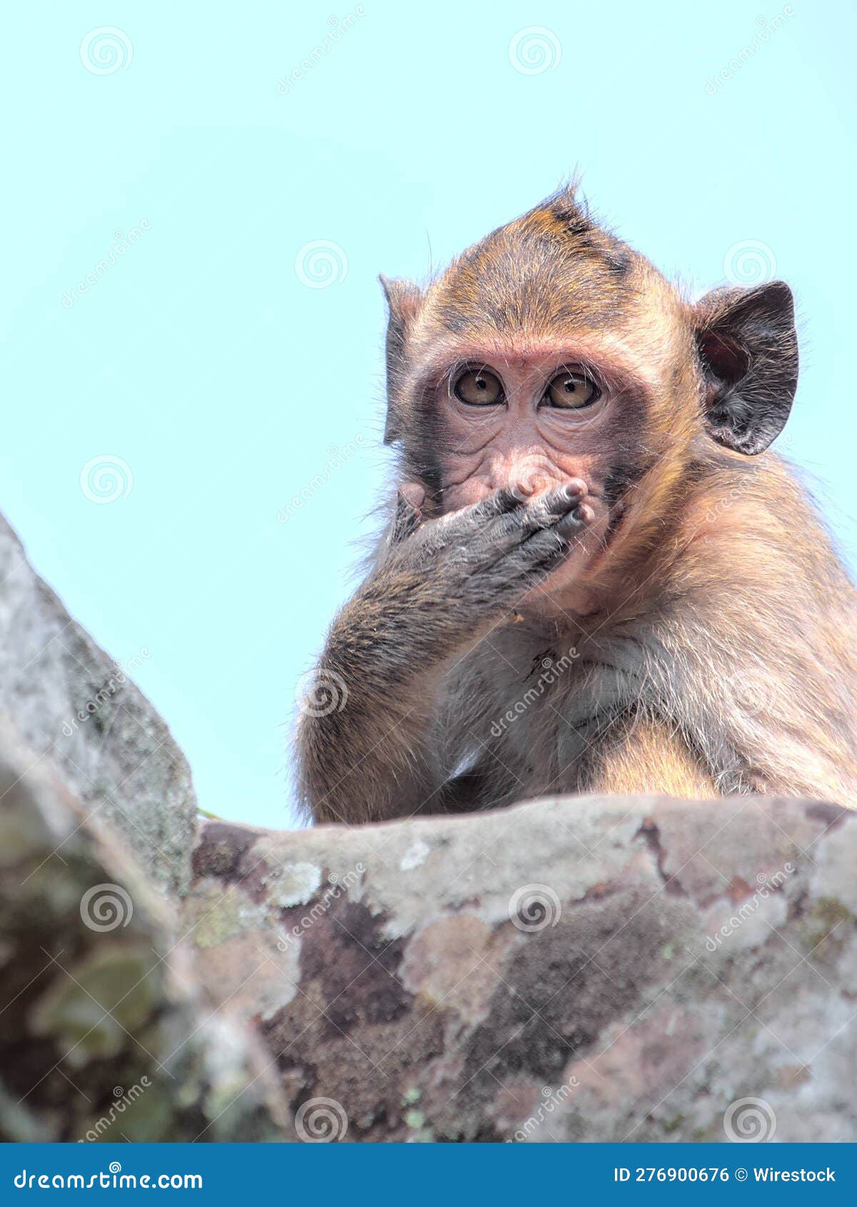Young macaque monkey stock photo. Image of cambodia - 276900676