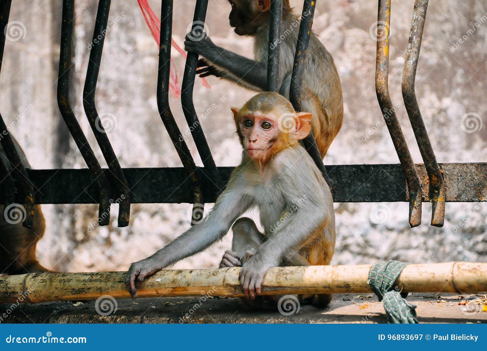 2 Young Macaque Monkeys Sitting Near Mount Popa. Stock Image - Image of ...