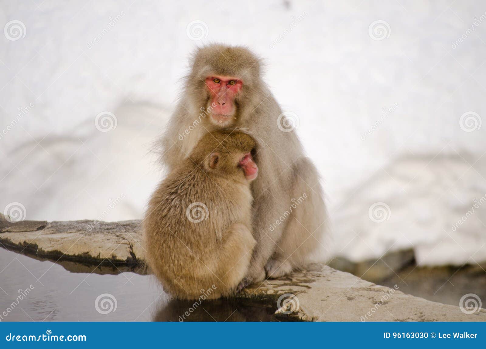 Pair of Macaque Snow Monkeys Stock Photo - Image of mammal, nature ...
