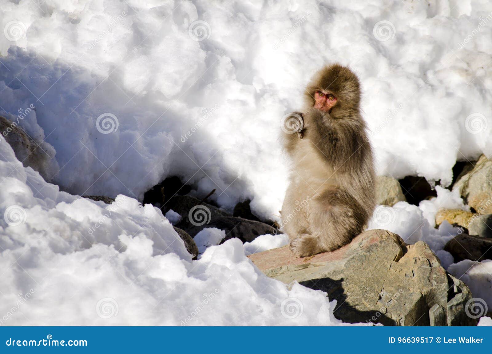 Young Macaque Snow Monkey stock image. Image of nagano - 96639517