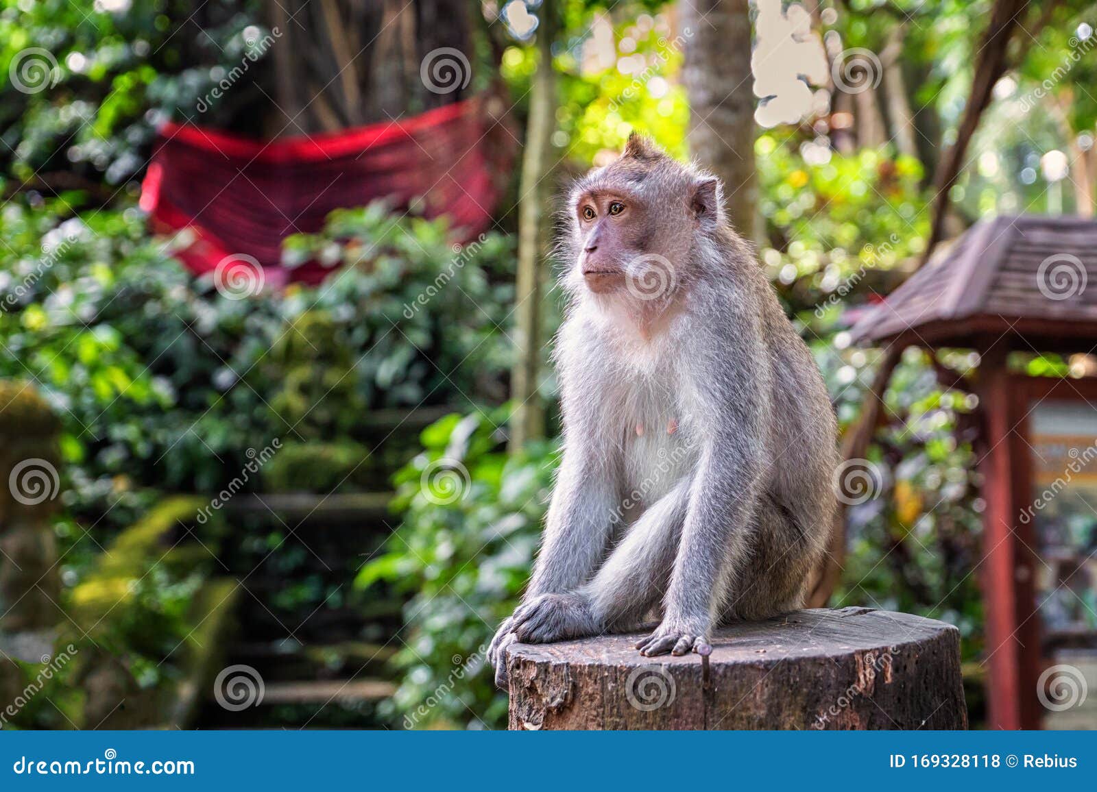 Young Macaque Monkey Climbing Tree With Fruit Pod In Its Mouth At The ...