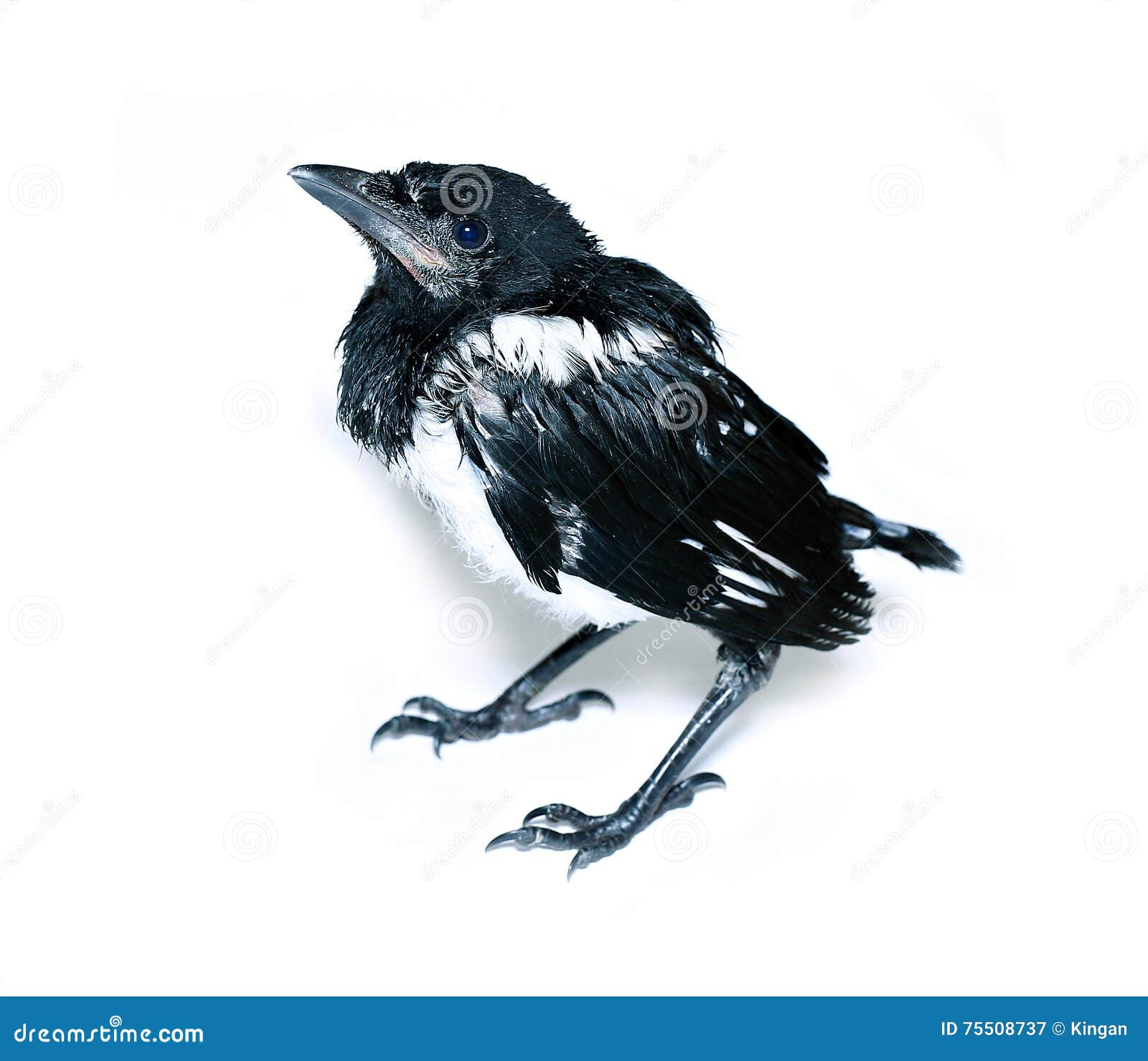Young Magpie Chick Isolated Stock Image - Image of cute, chick: 75508737