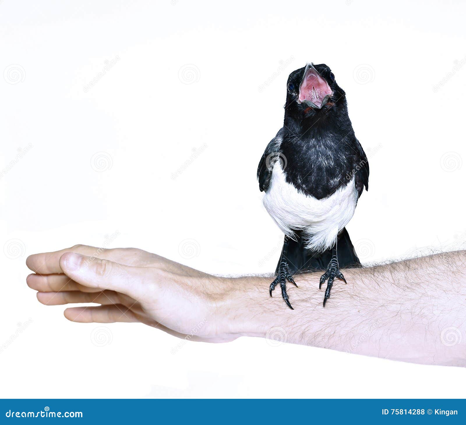 Young magpie chick stock photo. Image of small, young - 75814288