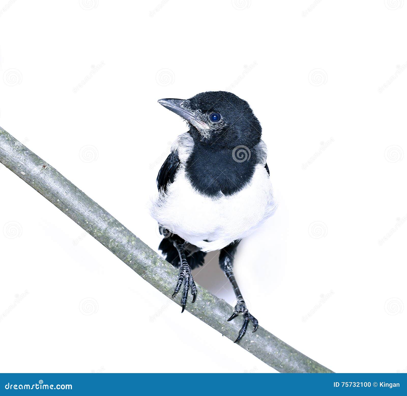 Young magpie chick stock photo. Image of claws, chick - 75732100