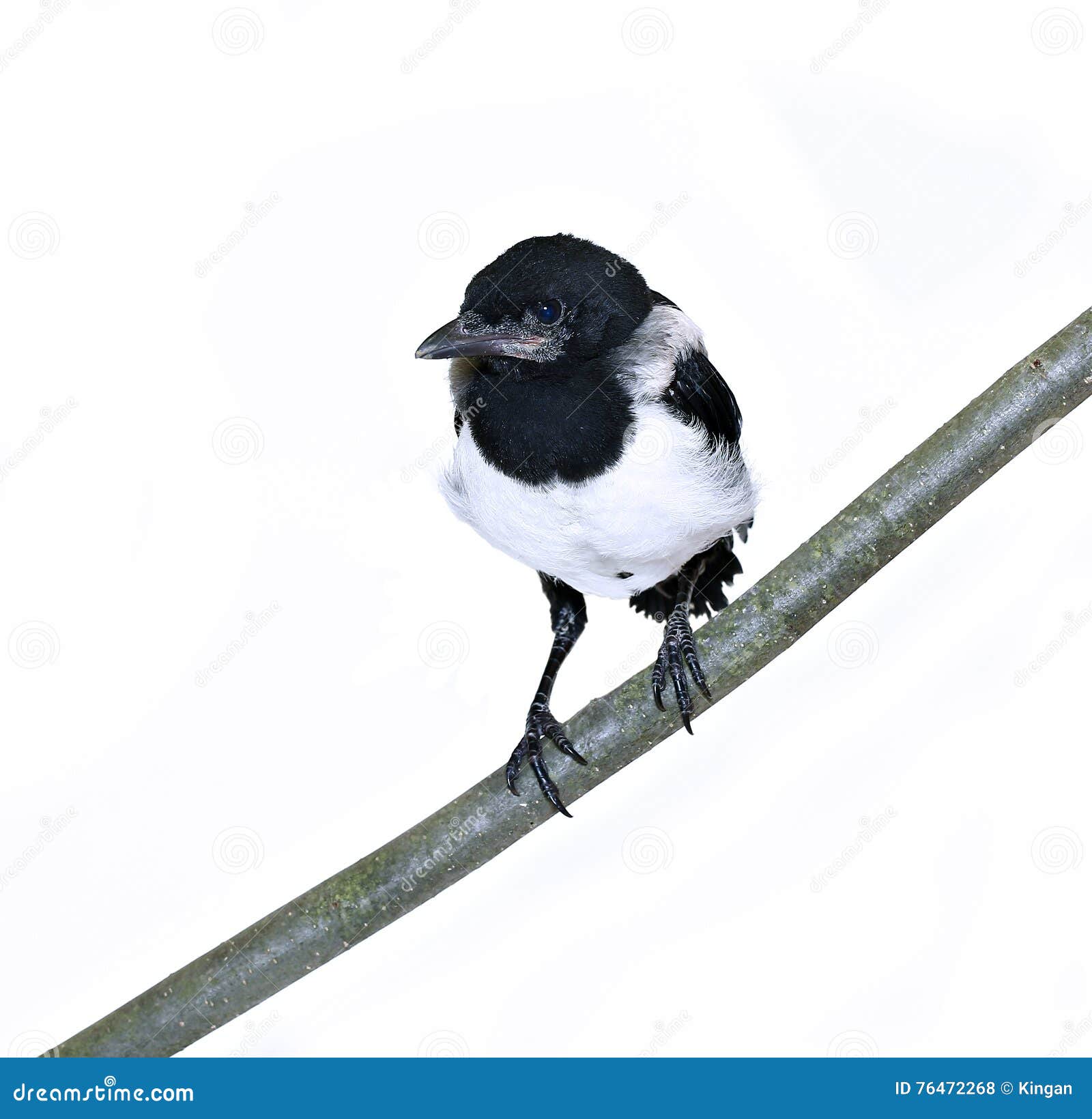 Young magpie chick stock photo. Image of feathered, feathers - 76472268