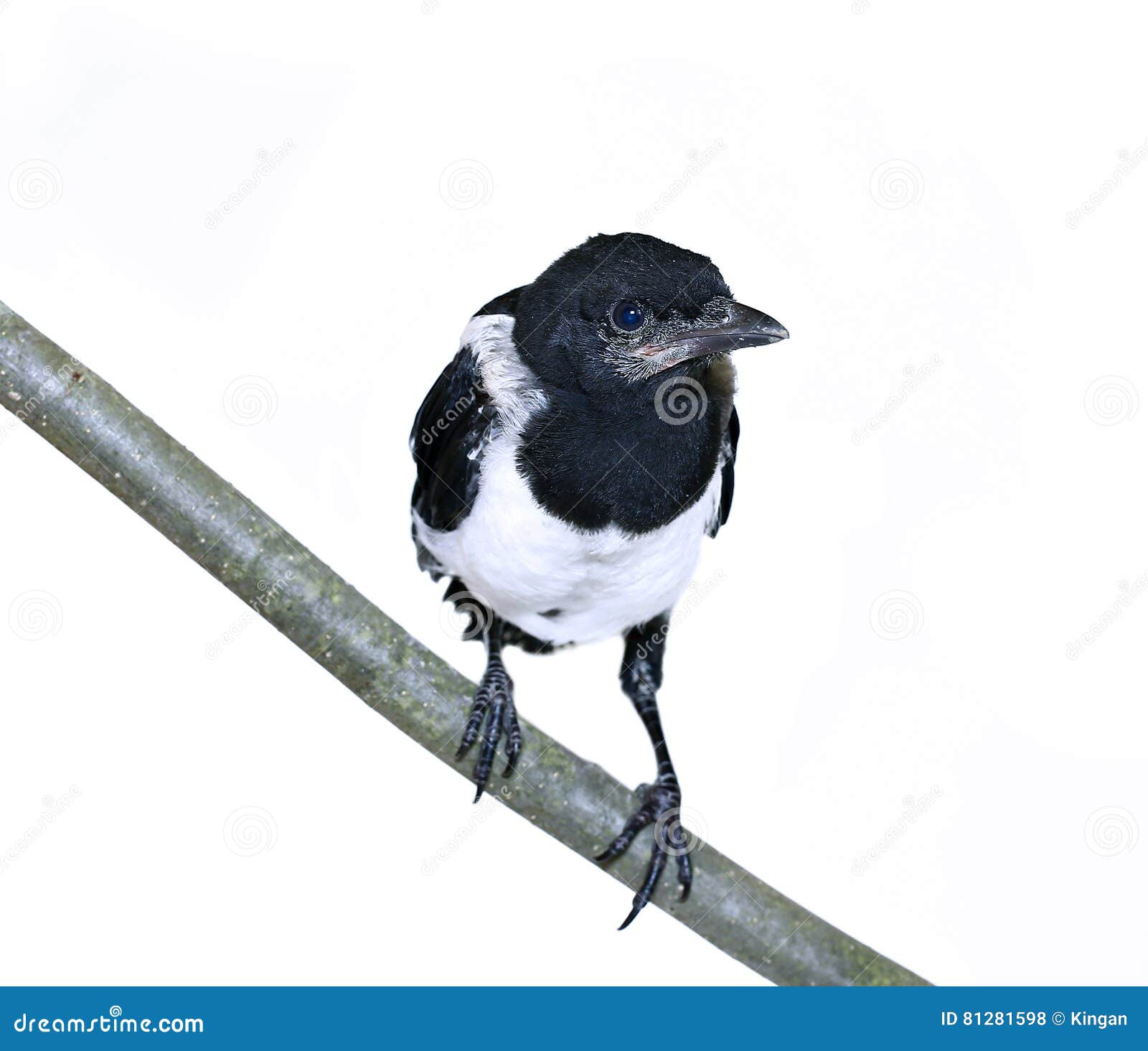 Young magpie chick stock photo. Image of magpie, cute - 81281598