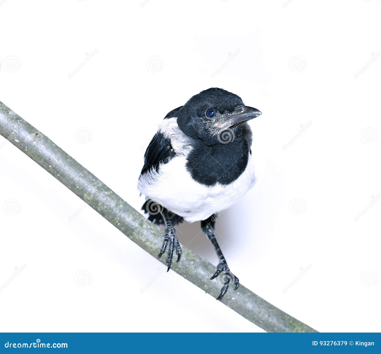 Young magpie chick stock image. Image of magpie, crow - 93276379