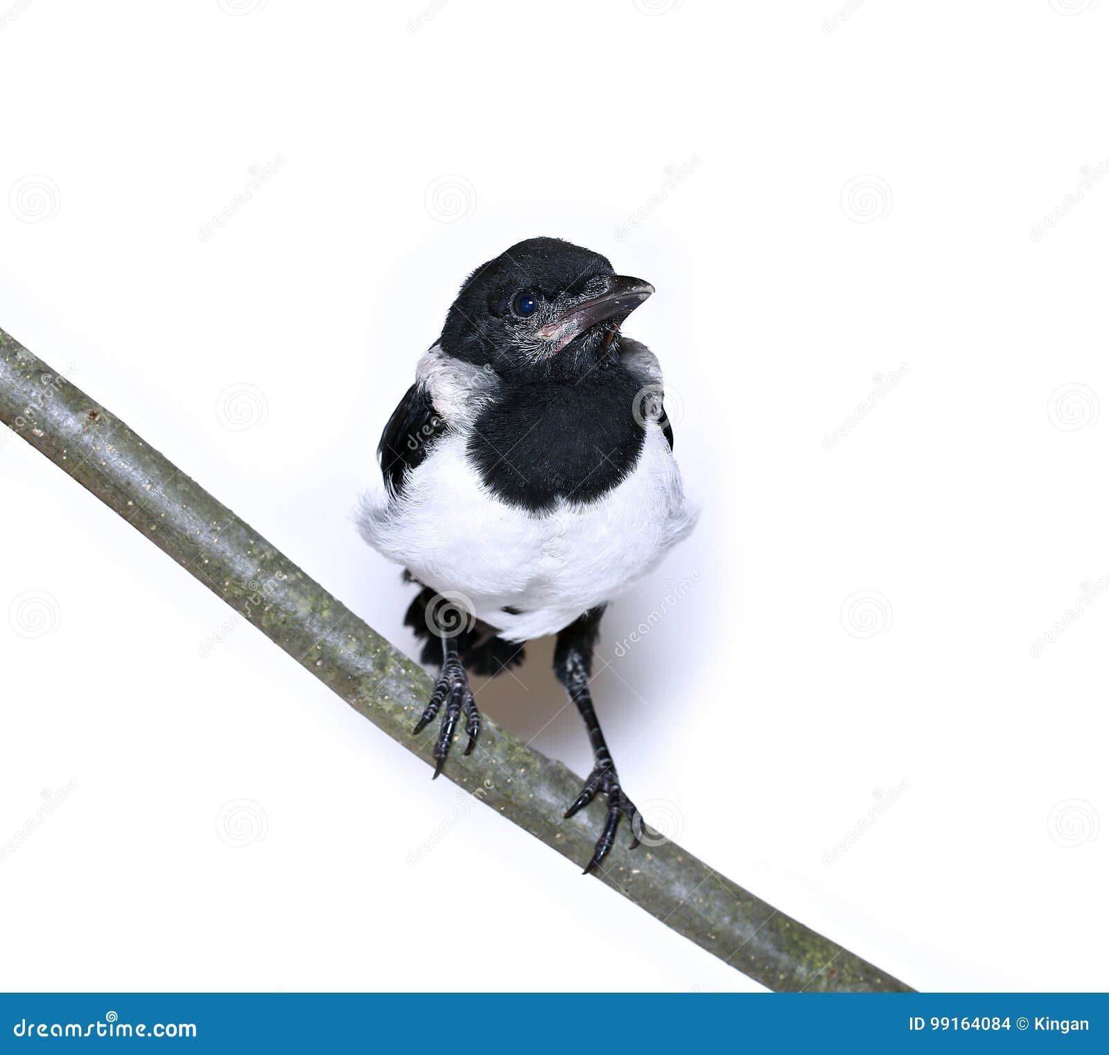 Young magpie chick stock photo. Image of small, black - 99164084