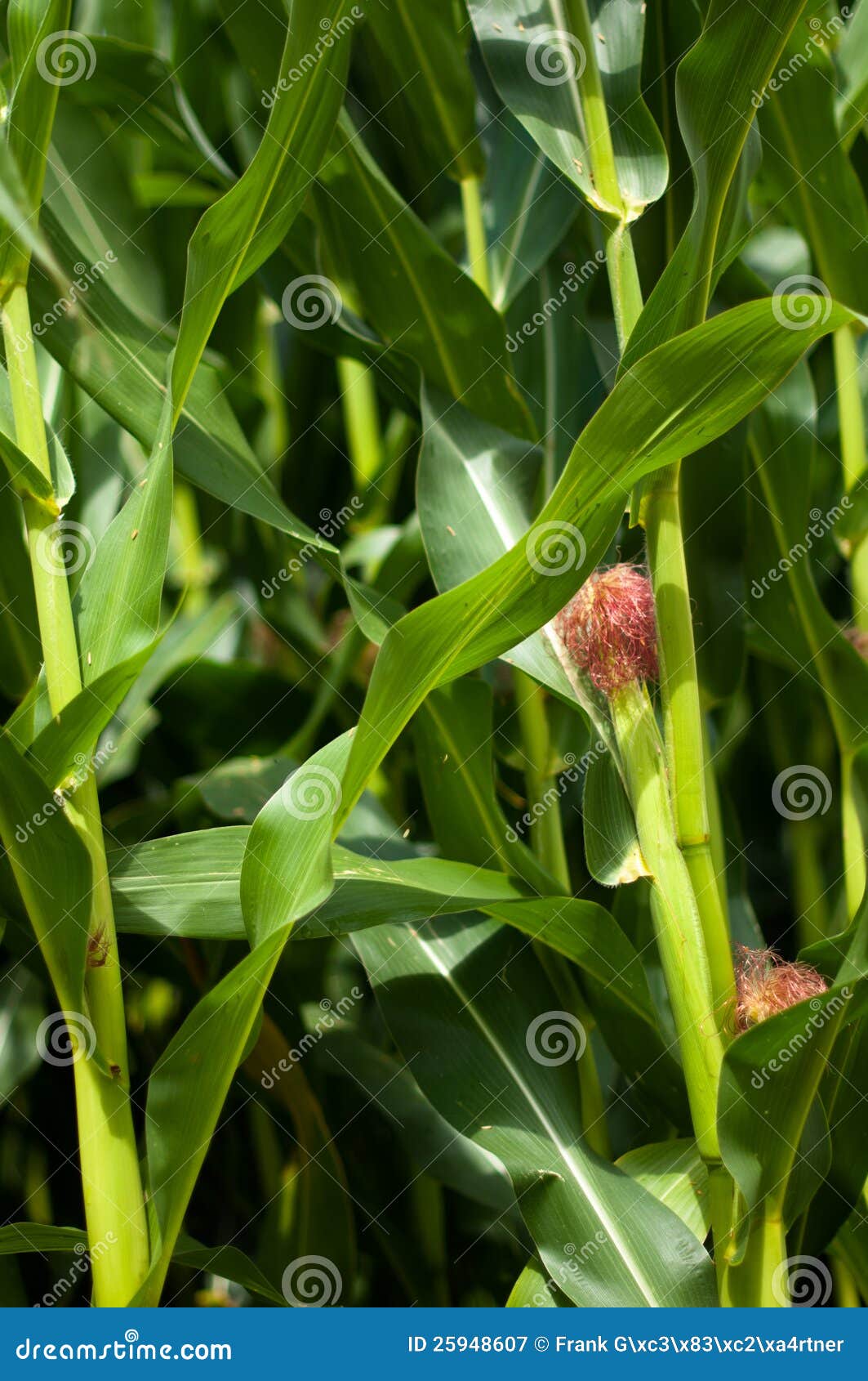 Maize Plant In Early Stage Of Growth Seen Up Close With A Clear Sky In ...