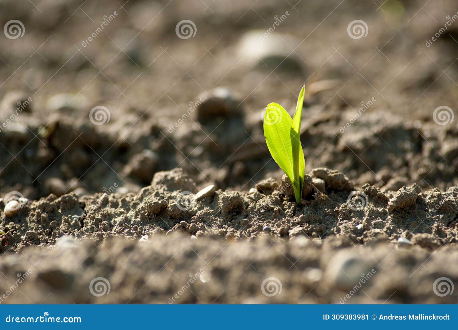 A Young Maize Plant, Shoot, Sweetcorn Stock Image - Image of maize ...