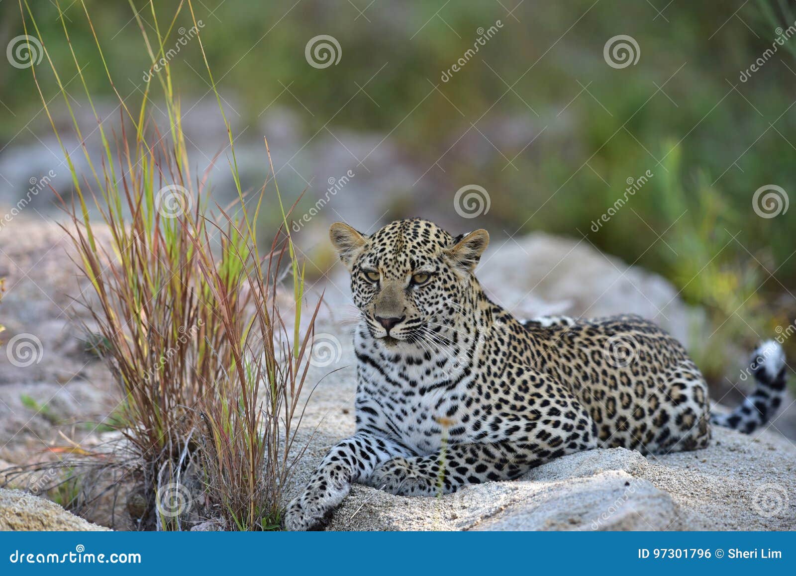 Young Male African Leopard stock photo. Image of reserve - 97301796