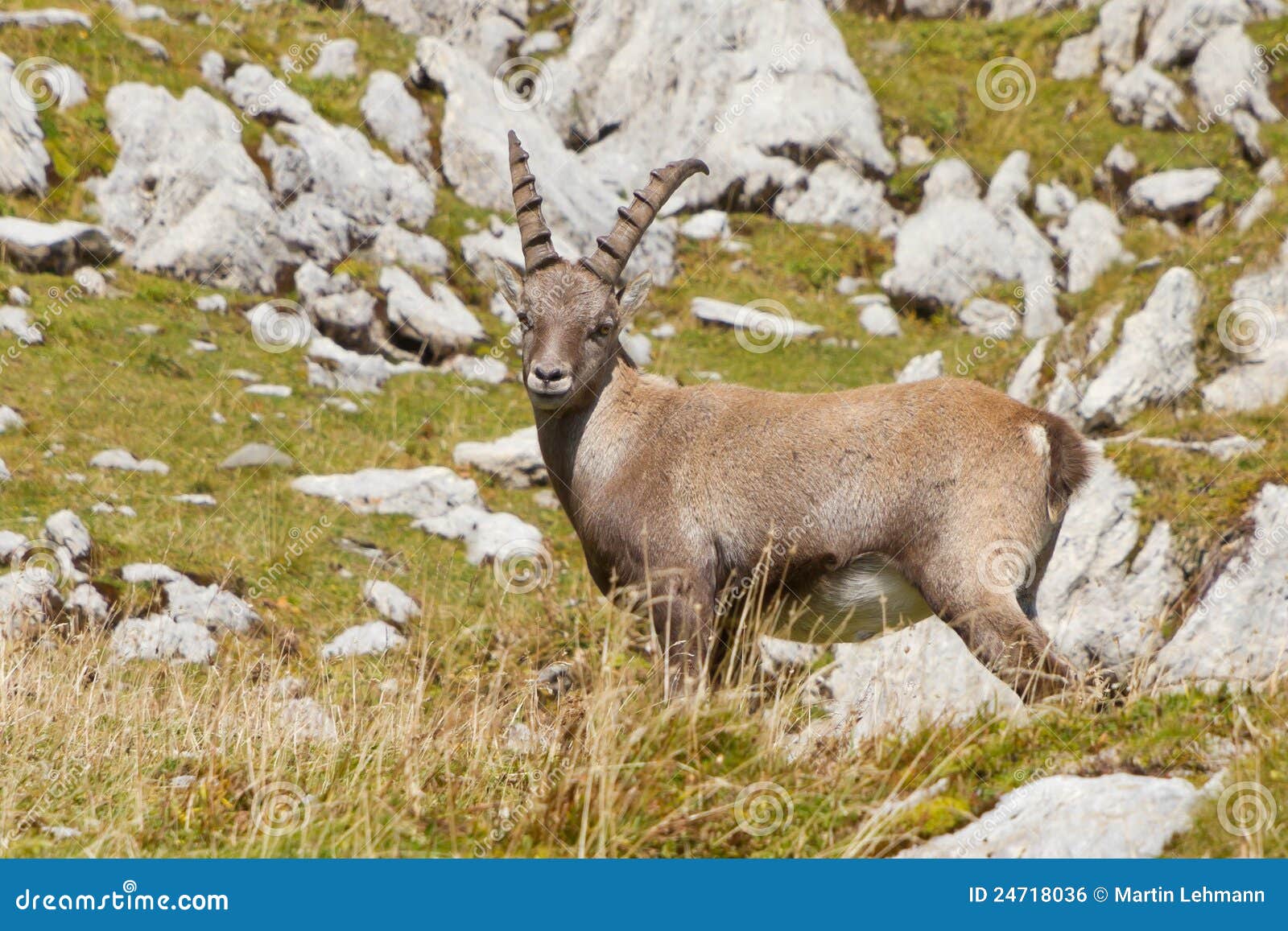 Young male alpine ibex stock photo. Image of mammal, mountains - 24718036