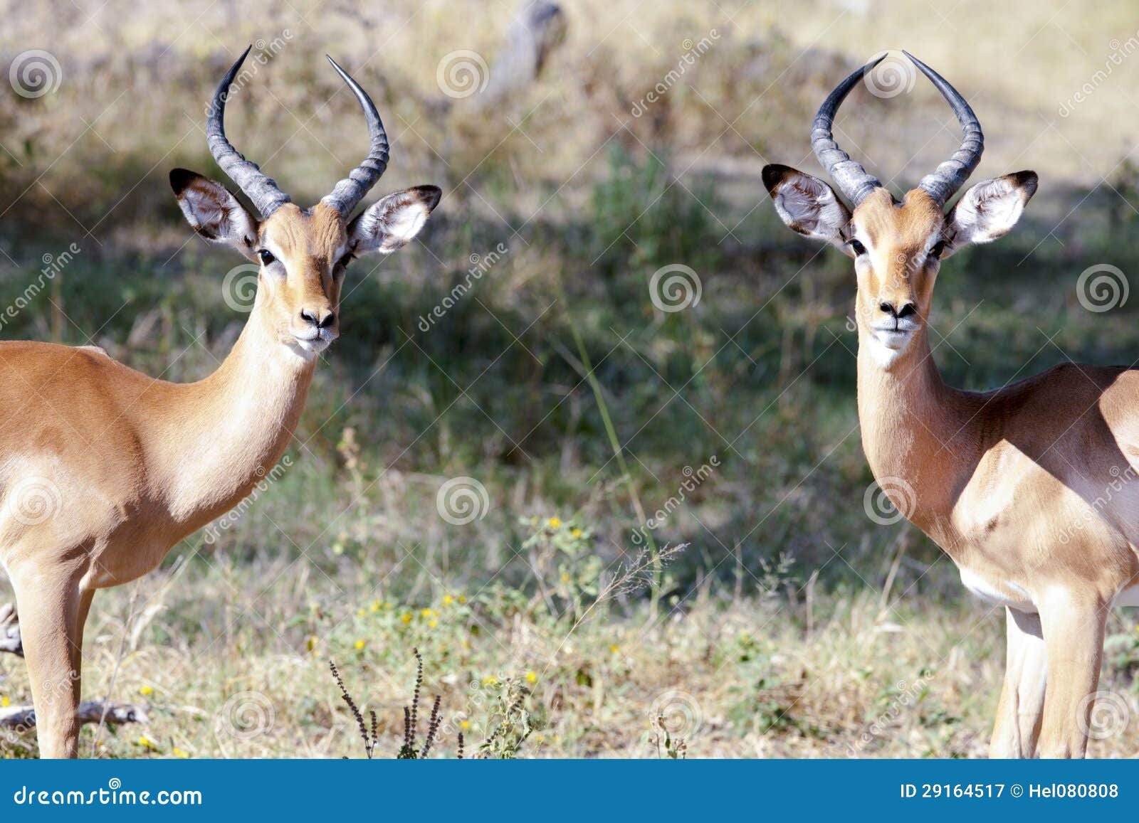 Two Male Antelopes Fighting Each Other During Mating Season. Botswana ...