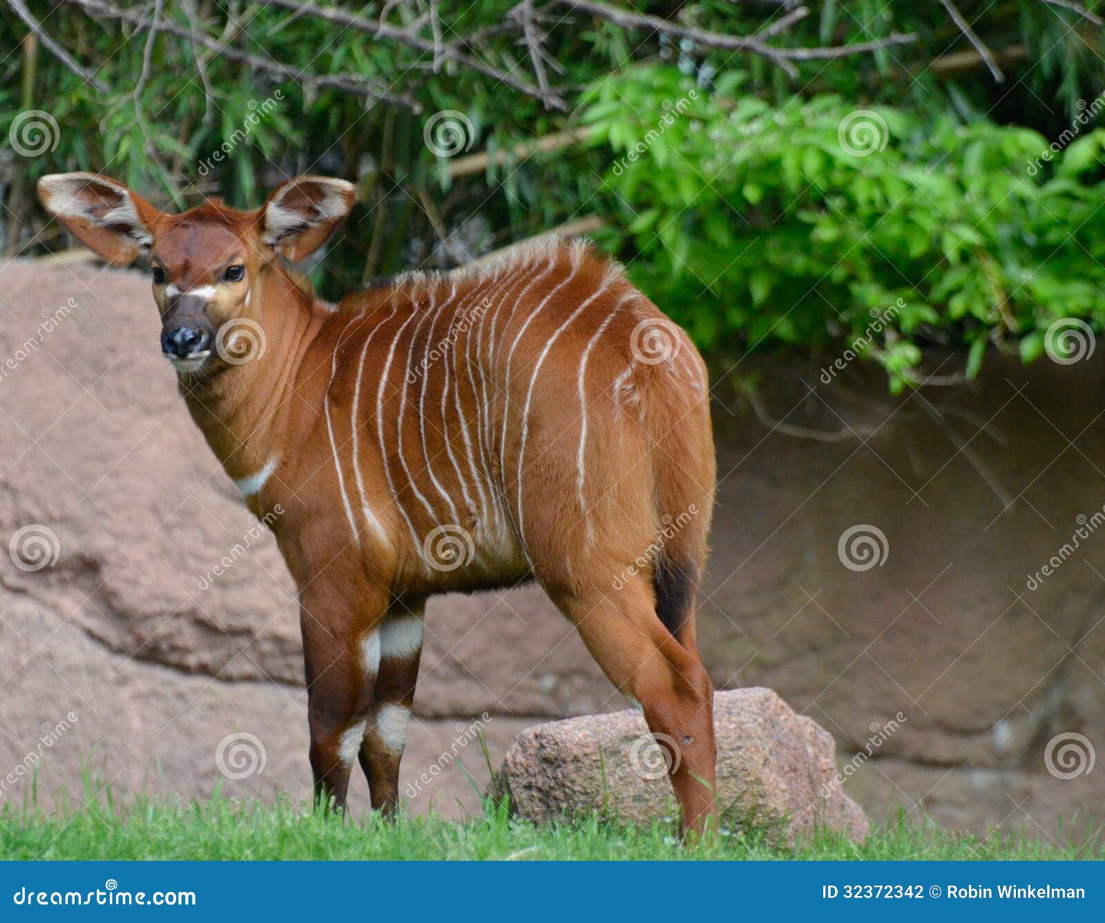 Young male bongo stock photo. Image of stripes, male - 32372342