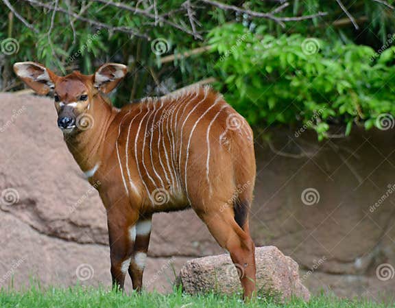 Young male bongo stock photo. Image of stripes, male - 32372342