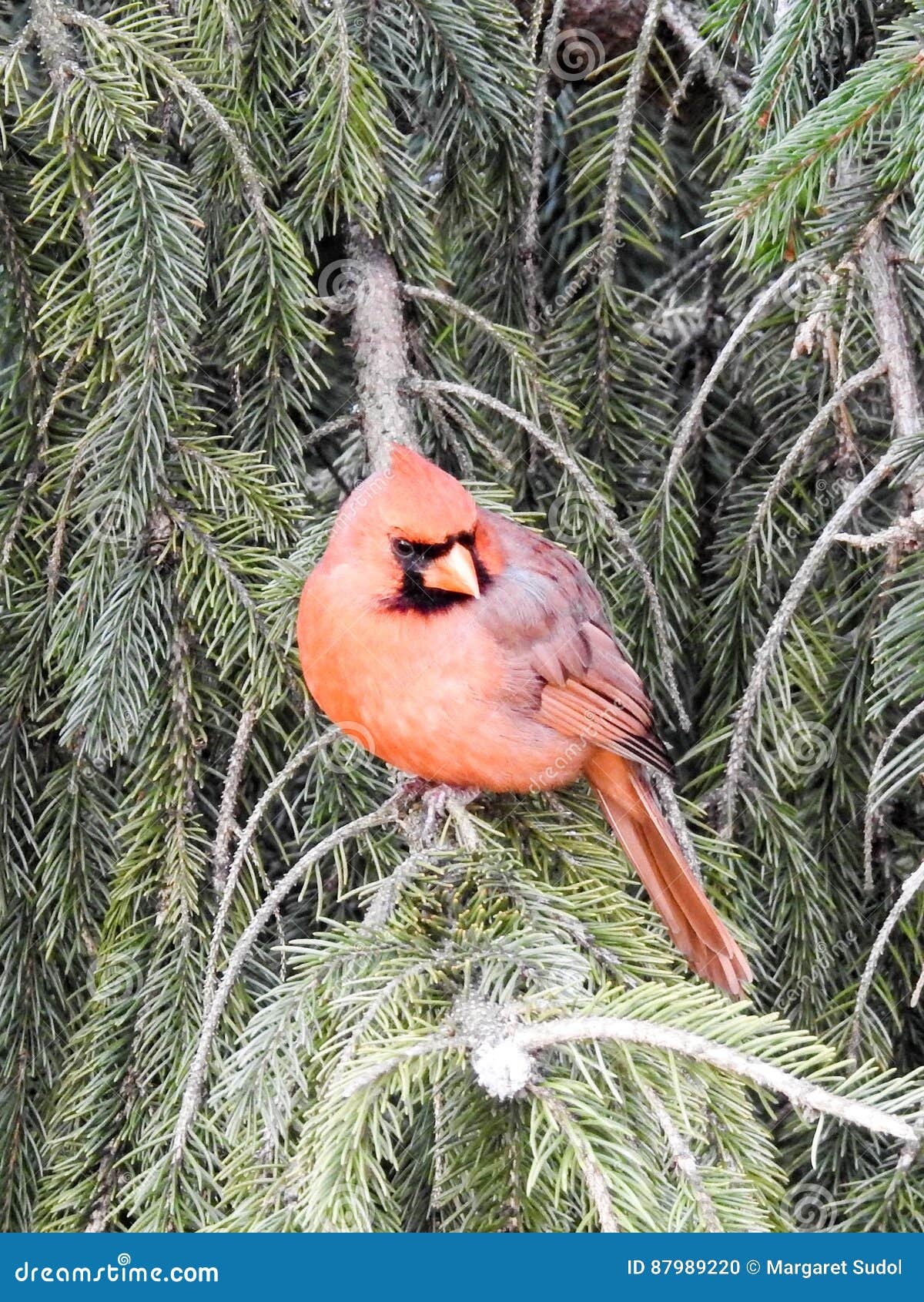 Young Male Cardinal Perched in a Pine Tree Editorial Image - Image of ...