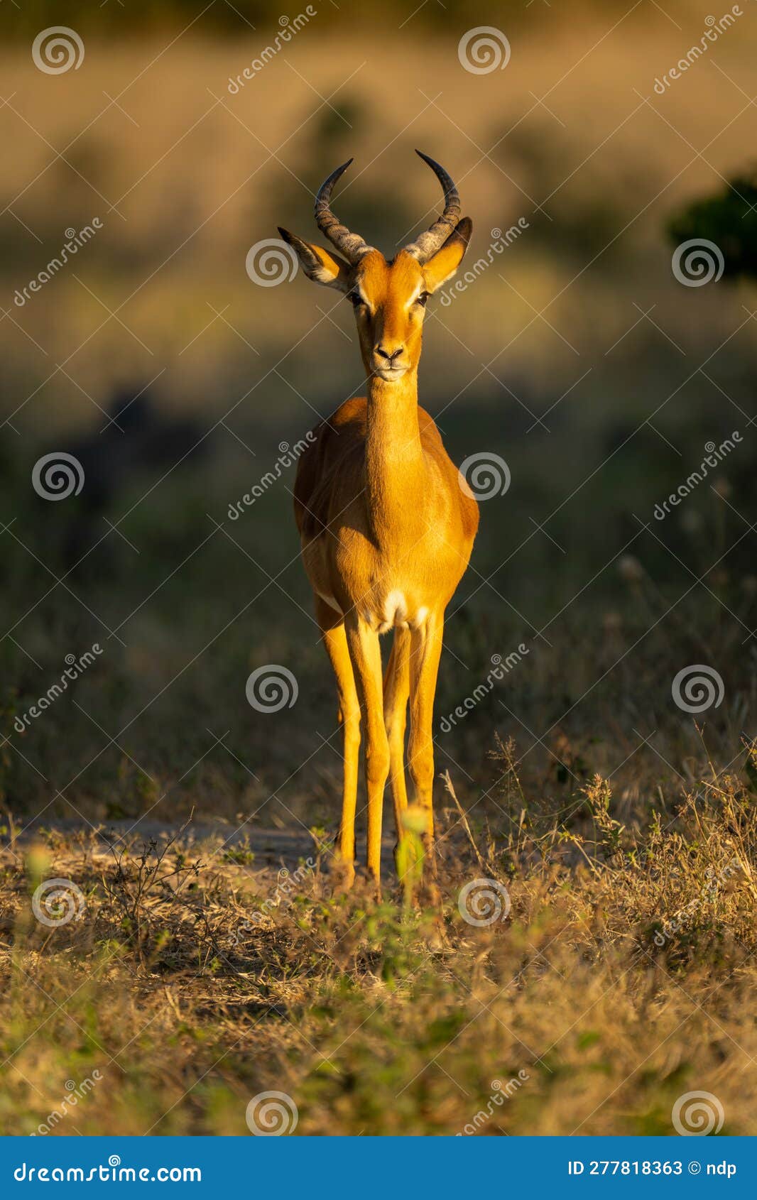 Young Male Common Impala Stands Facing Camera Stock Image - Image of ...