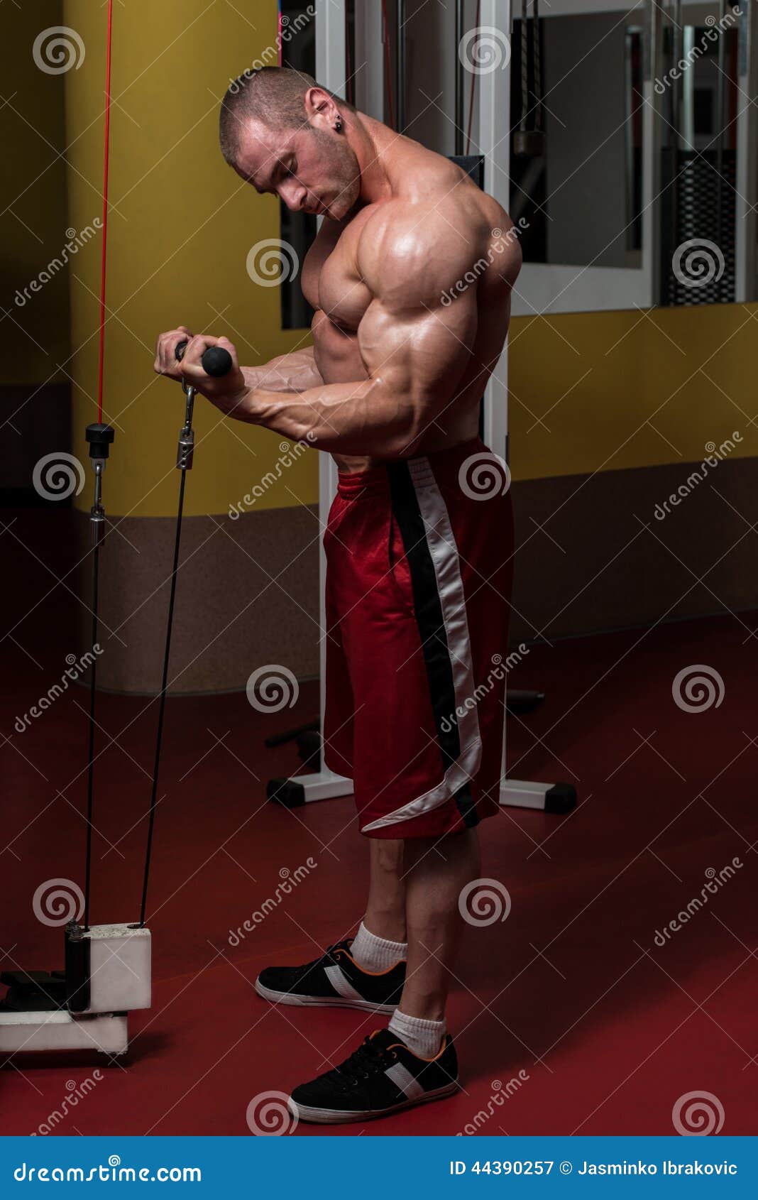 Young Male Doing Biceps Exercises in the Gym Stock Image - Image of ...