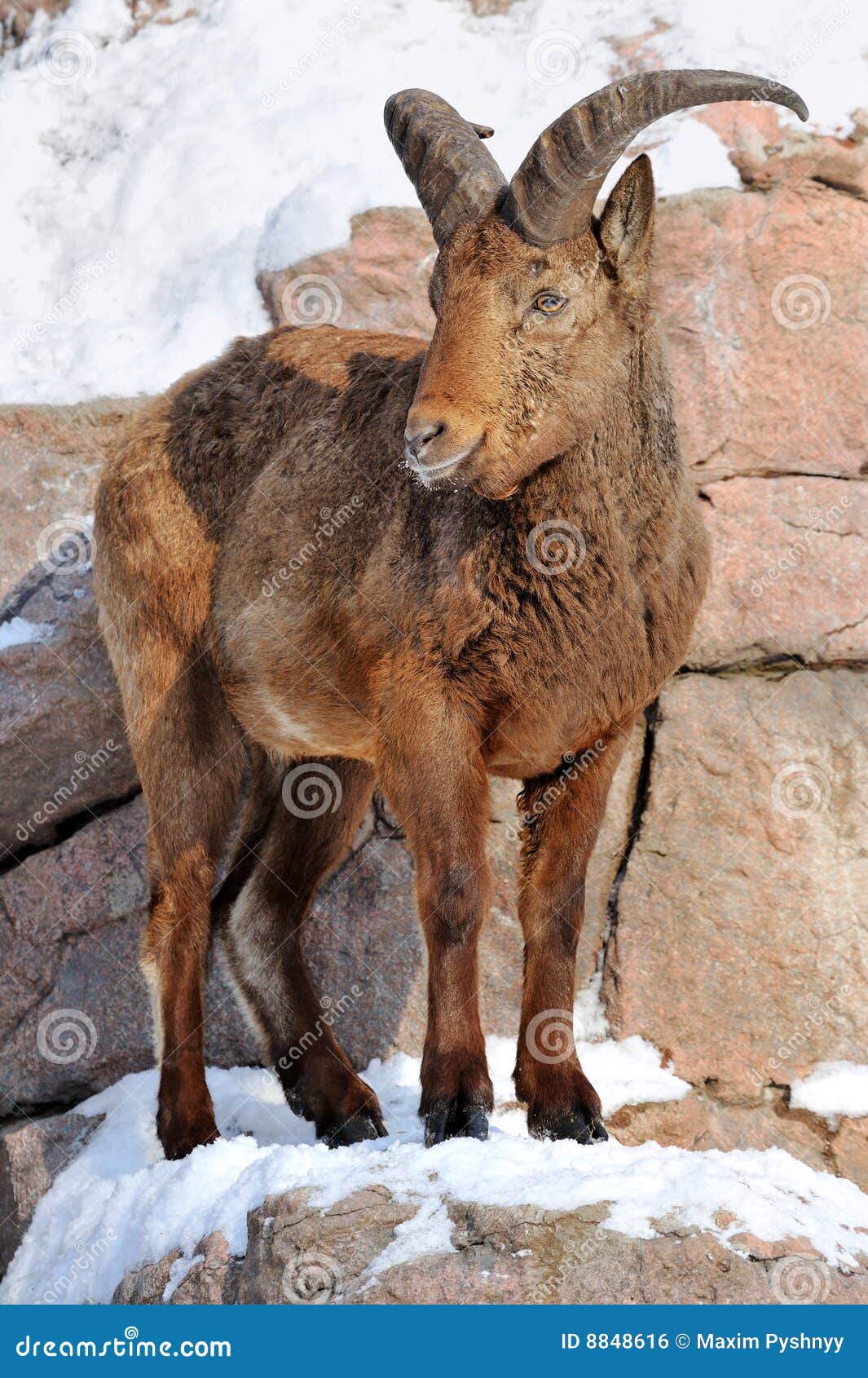 Young Male East Caucasian Tur Stock Photo - Image of russia, azerbaijan ...