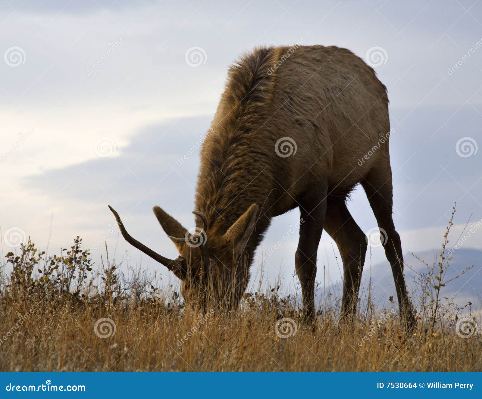 Young Male Elk Grazing Montana Stock Photo - Image of eating, outdoors ...