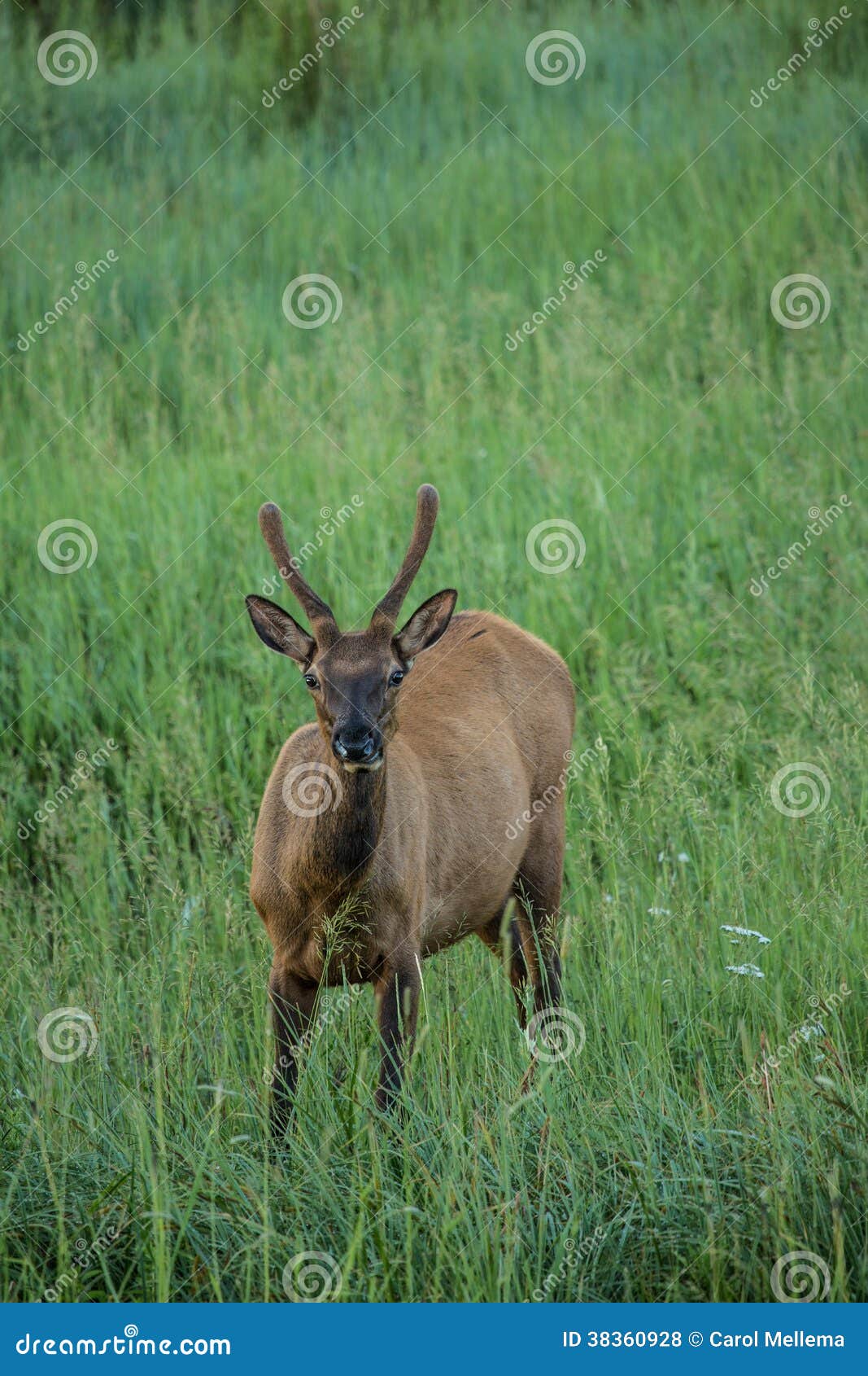 Young Male Elk Looking stock photo. Image of nature, horn - 38360928