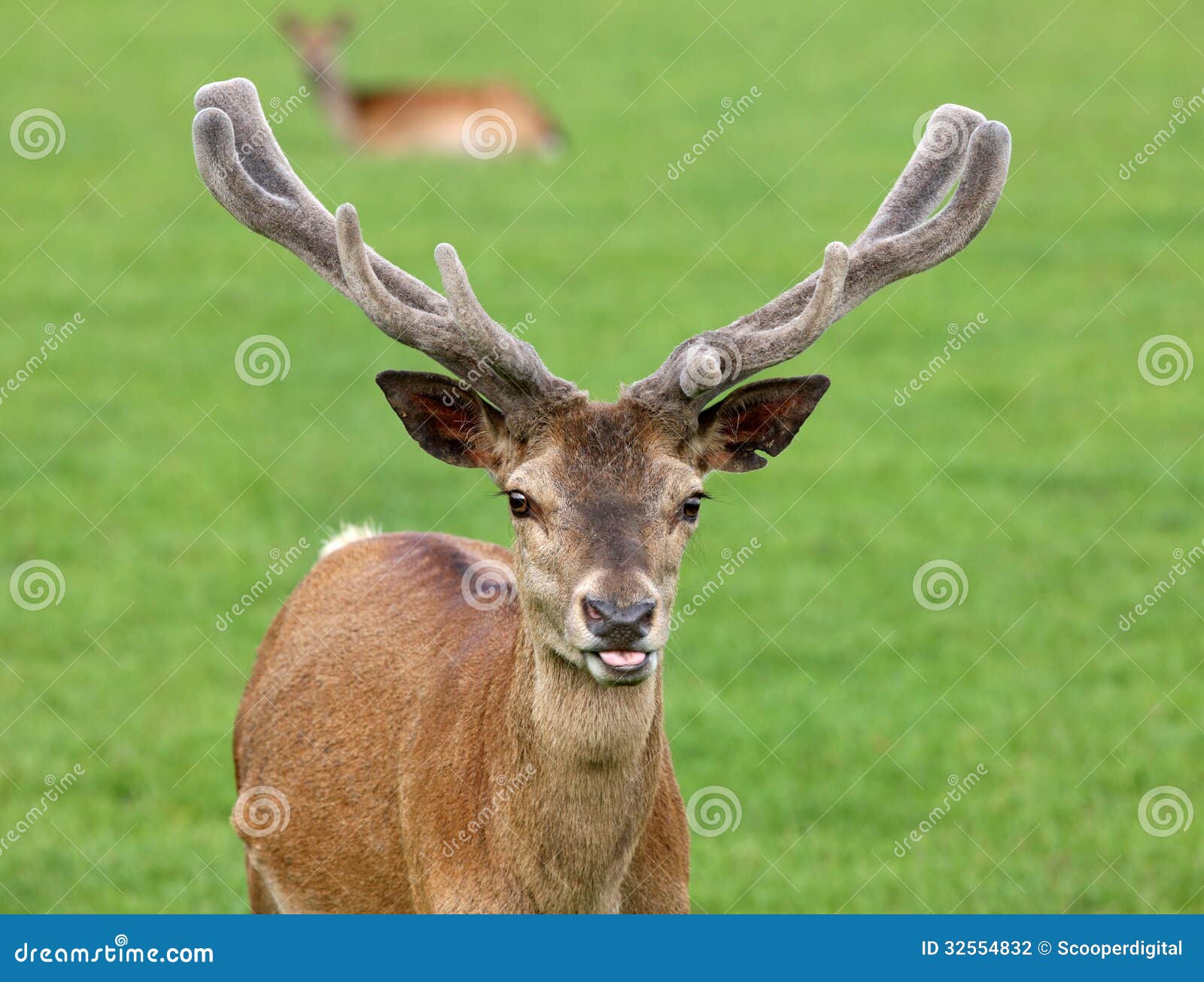 Young male Fallow Deer stock photo. Image of male, eyes - 32554832
