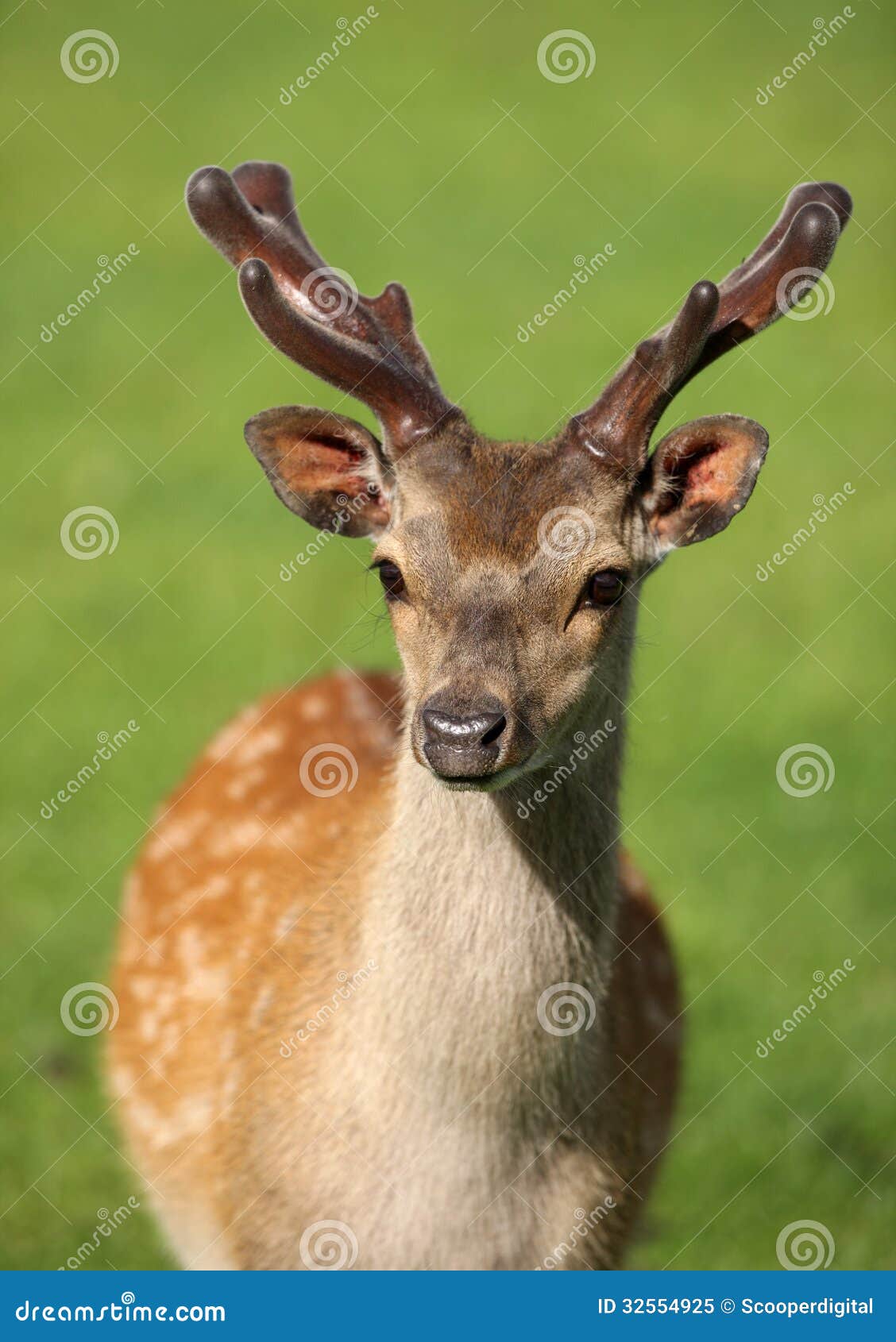 Young male Fallow Deer stock image. Image of young, male - 32554925