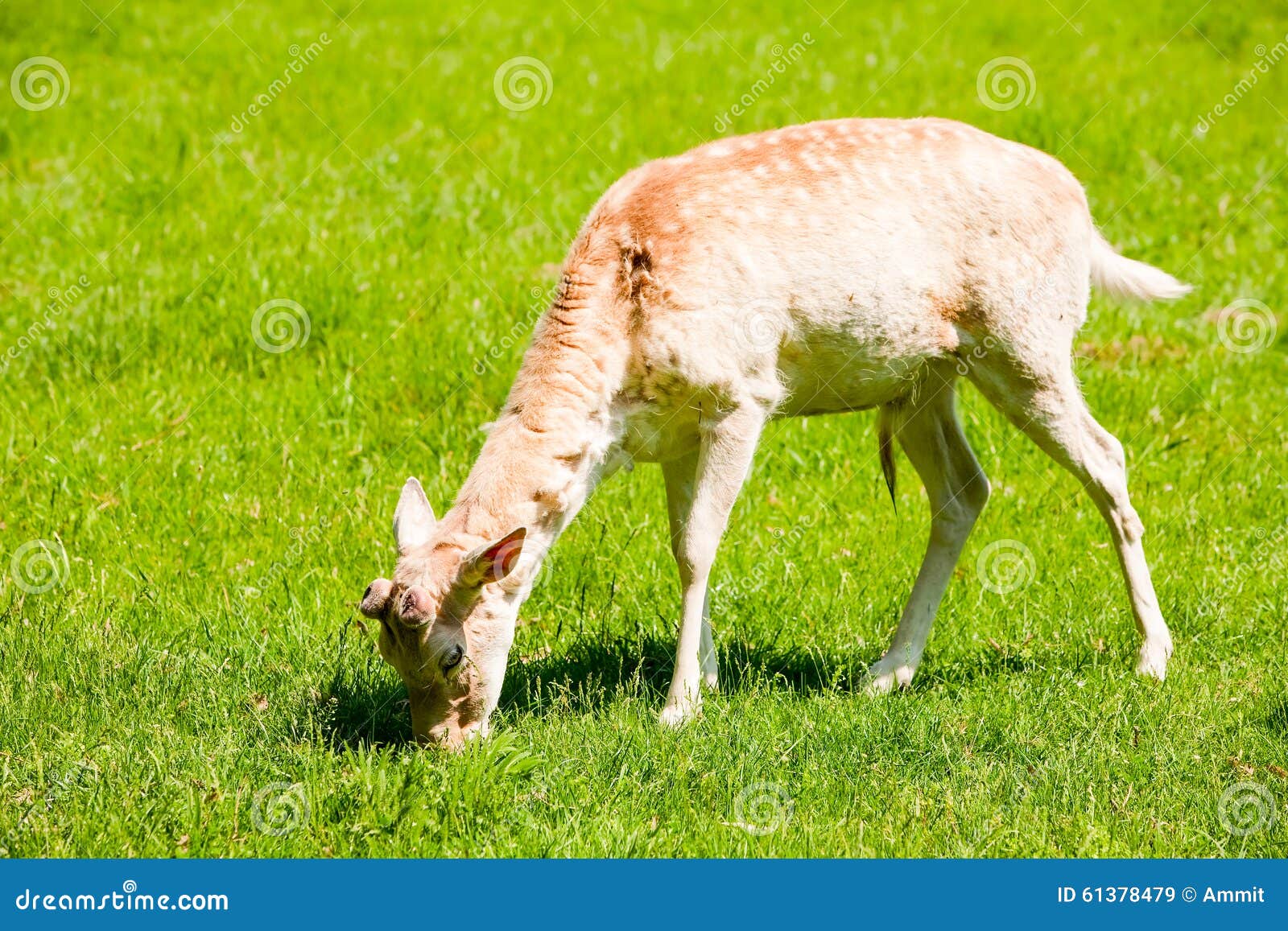 Young Male Fallow stock image. Image of environment, deer - 61378479