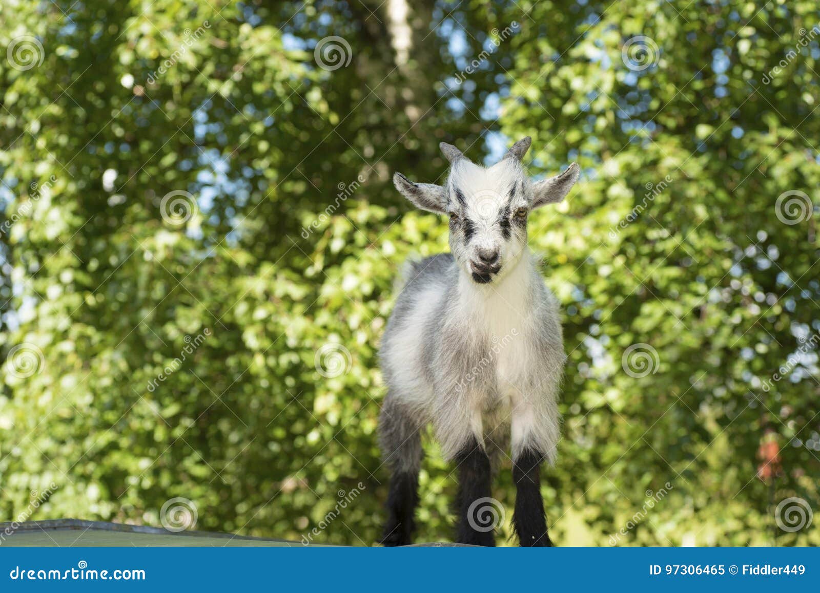 Young male goat portrait stock image. Image of summer - 97306465