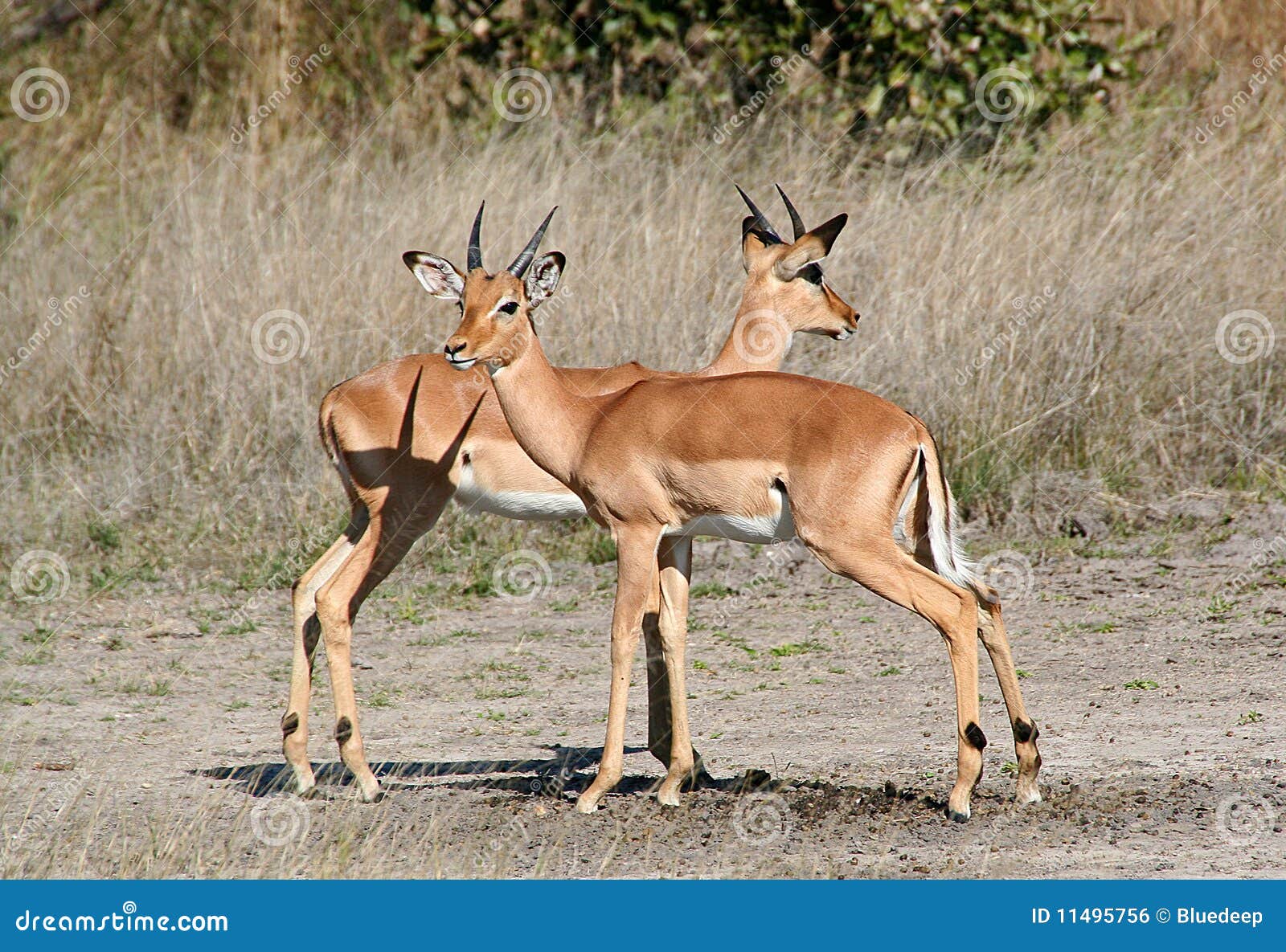 Young male impala stock photo. Image of camouflage, grass - 11495756