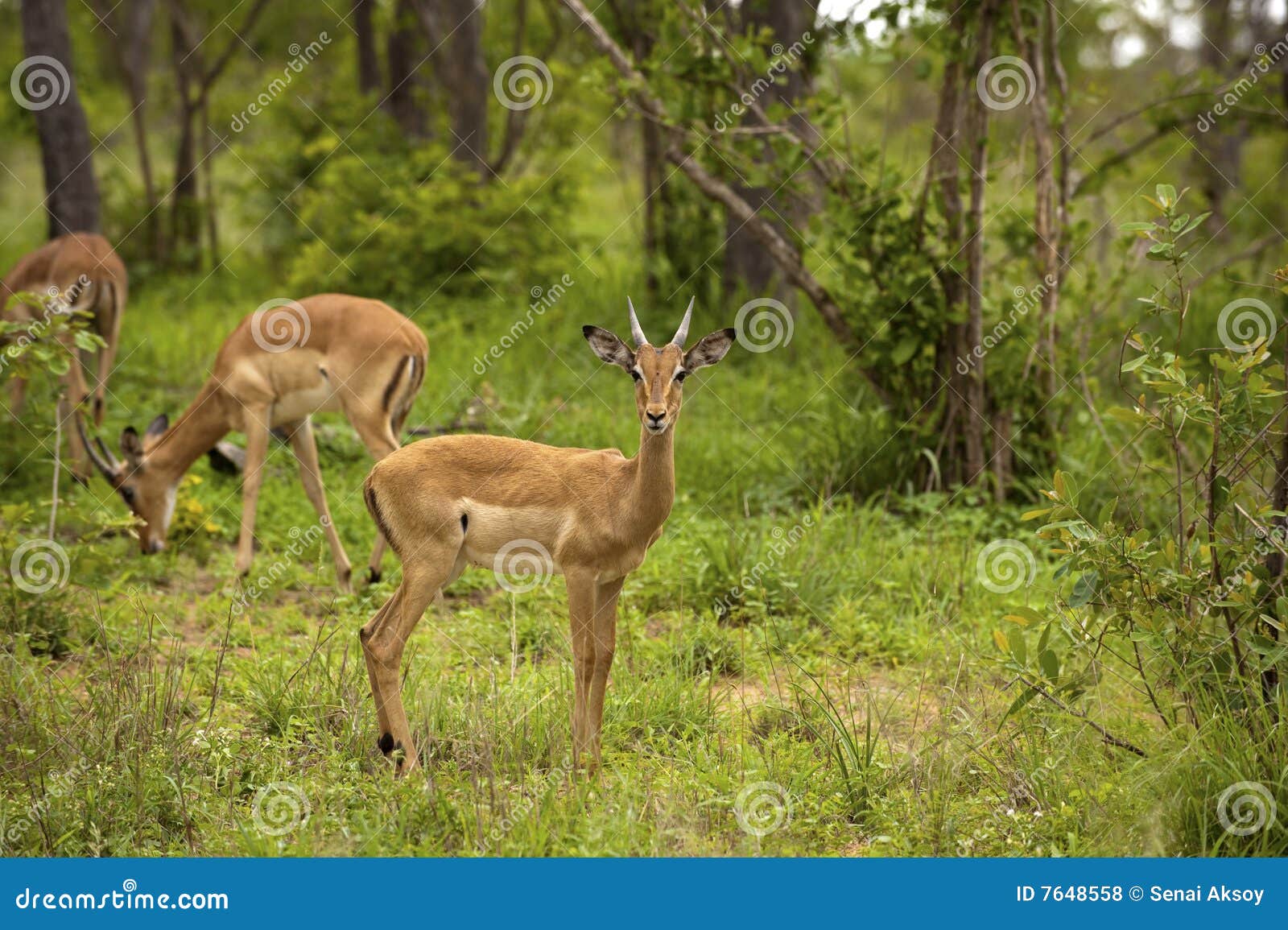 Young male impalas stock photo. Image of ears, natural - 7648558