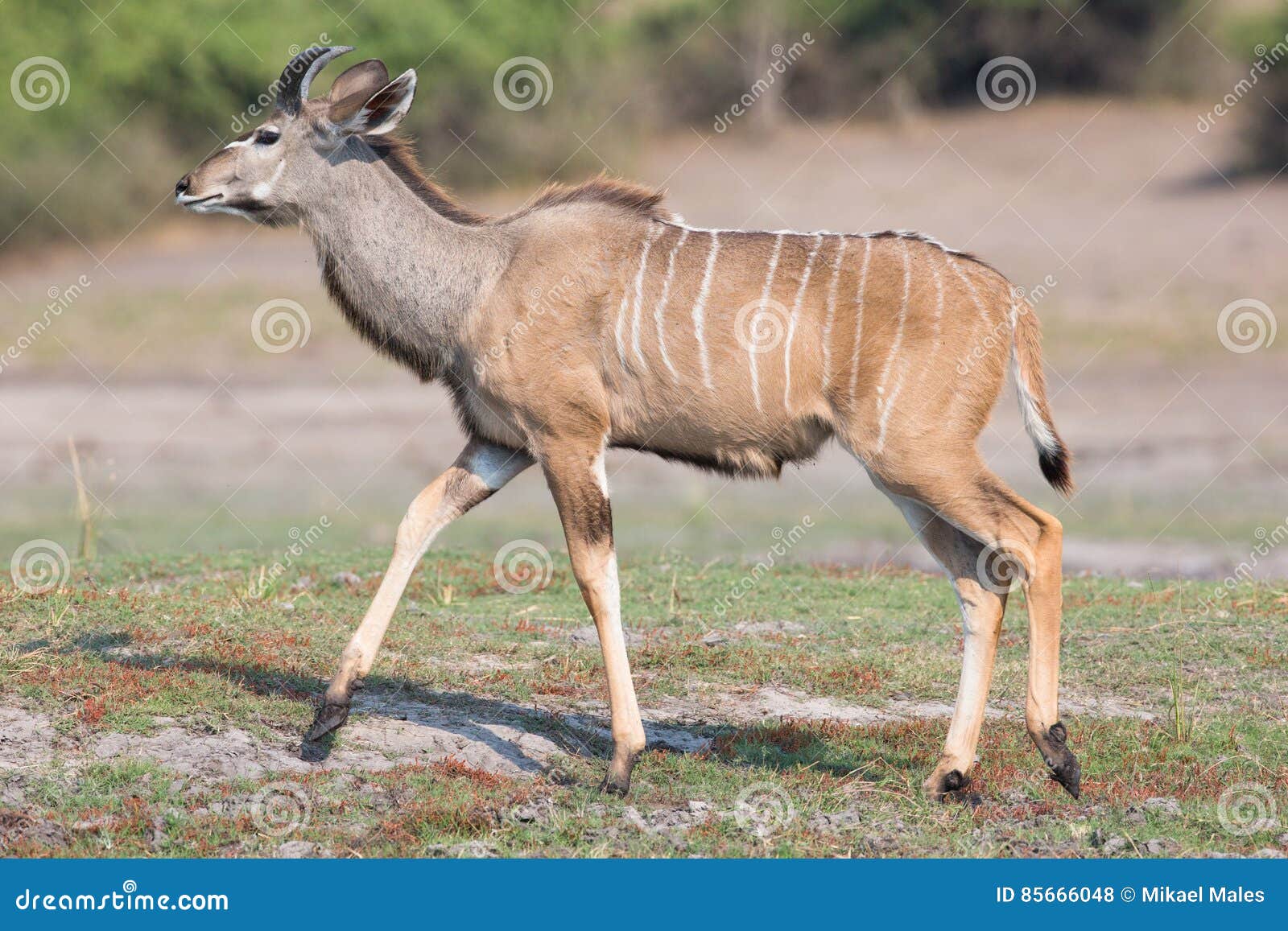 Young male kudu stock photo. Image of male, deer, young - 85666048