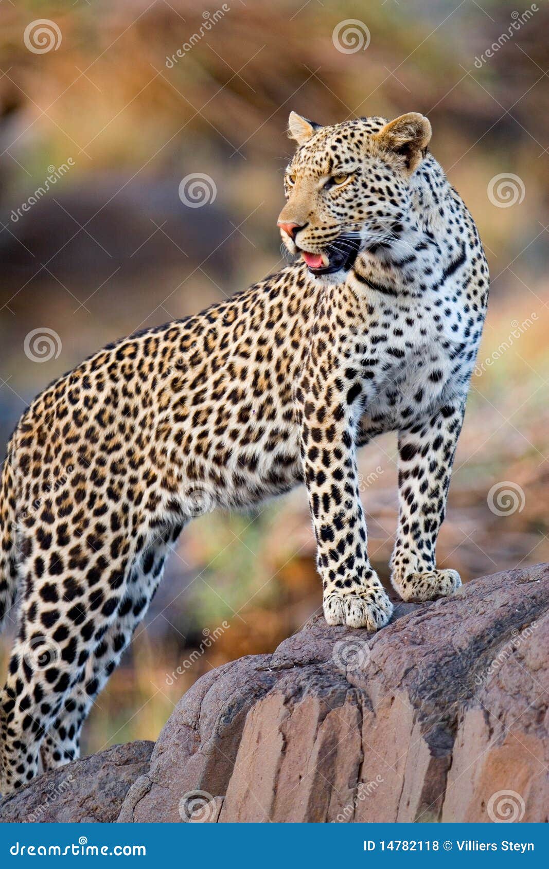 Young male leopard stock photo. Image of five, leopard - 14782118