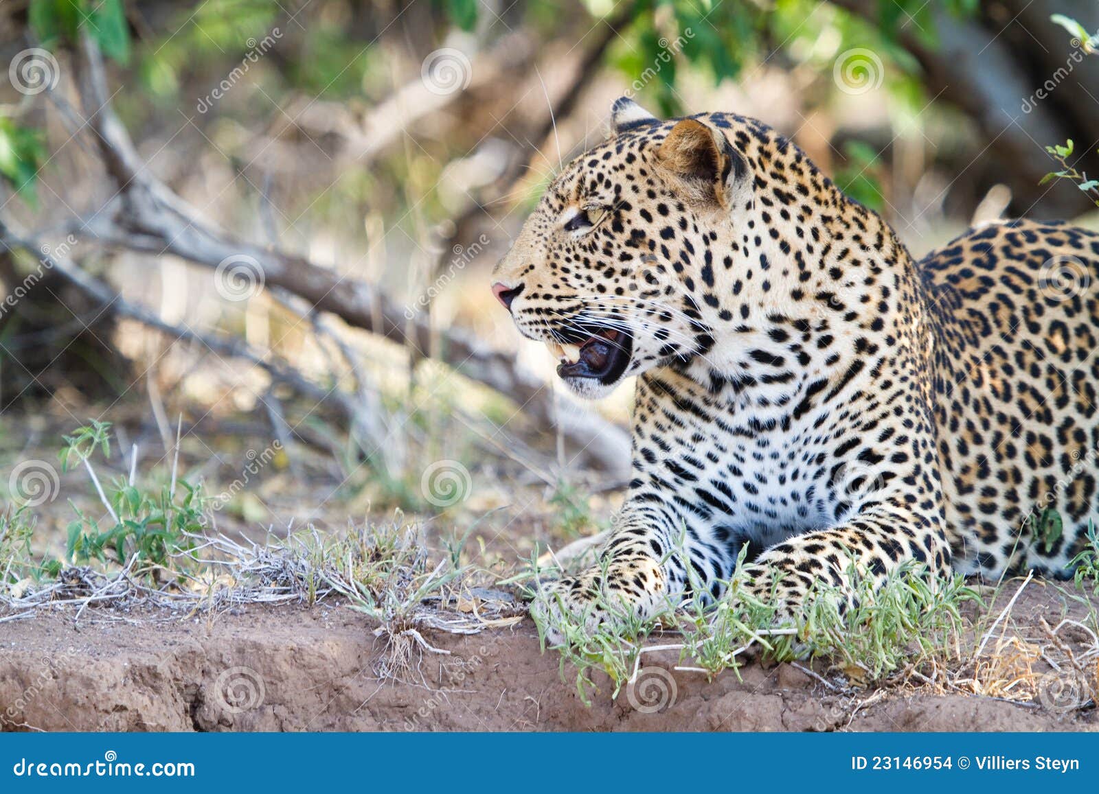 Young male leopard stock photo. Image of large, five - 23146954