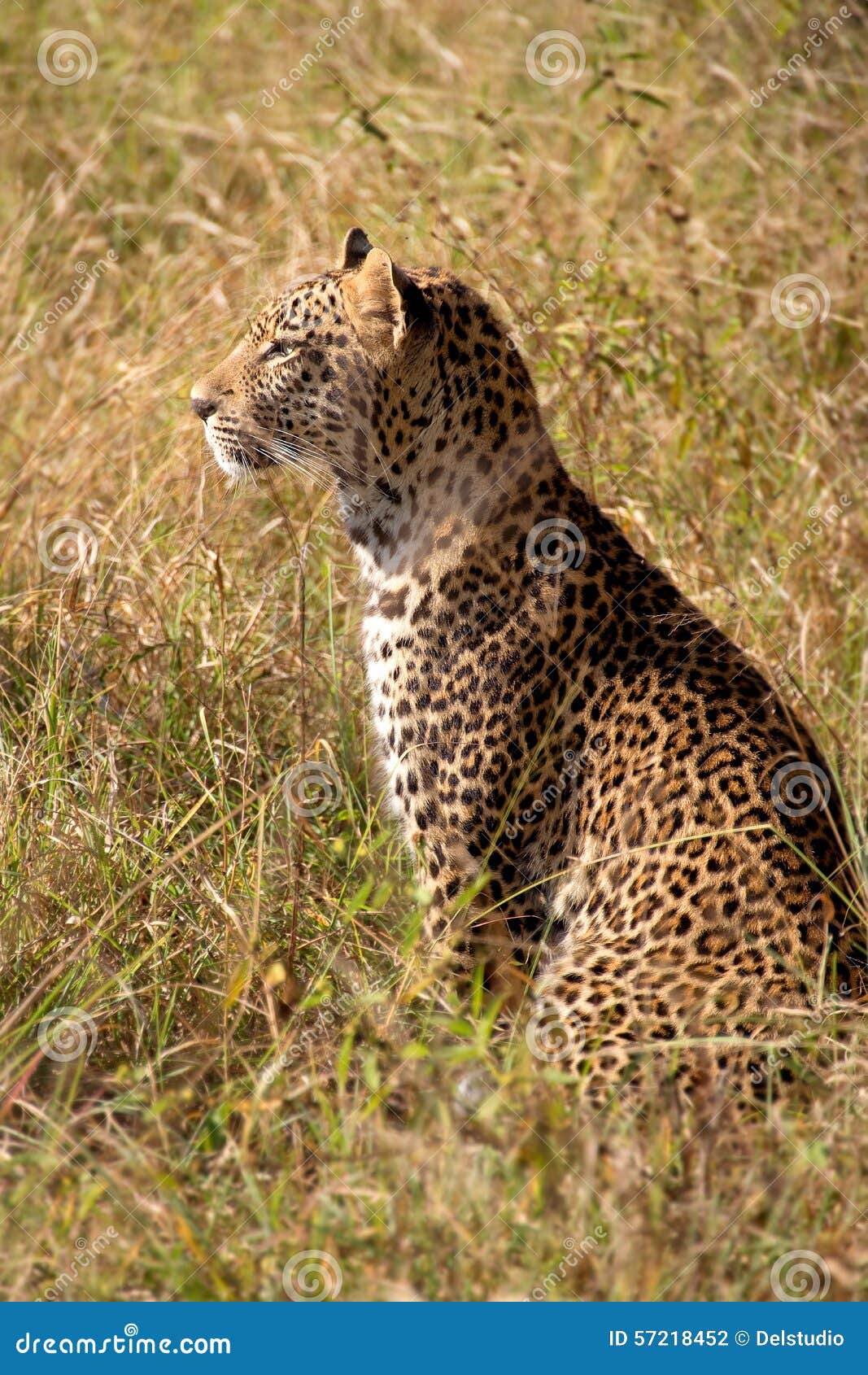 Young male leopard stock photo. Image of wildlife, african - 57218452