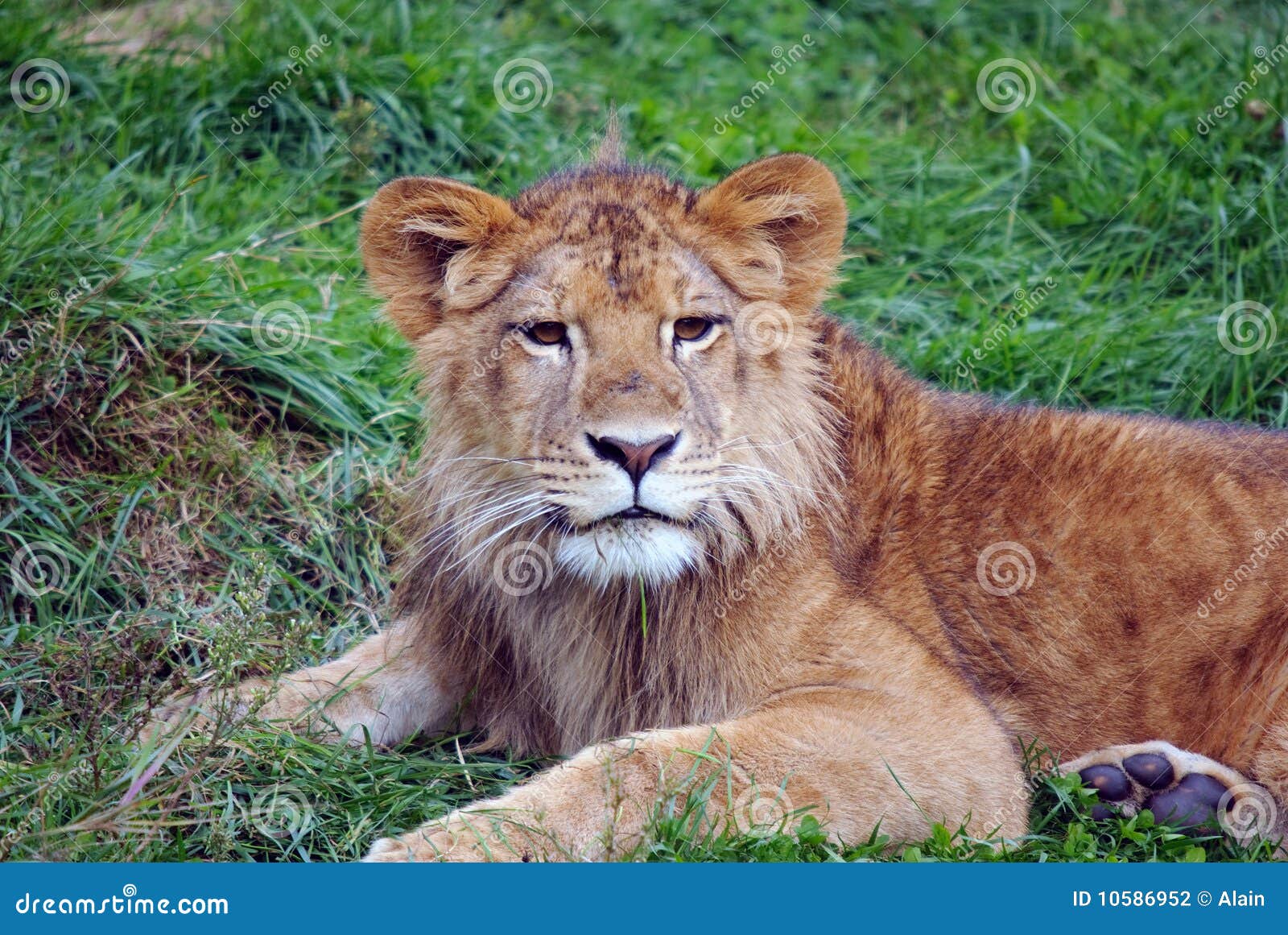 Young male lion stock photo. Image of male, fauna, carnivore - 10586952
