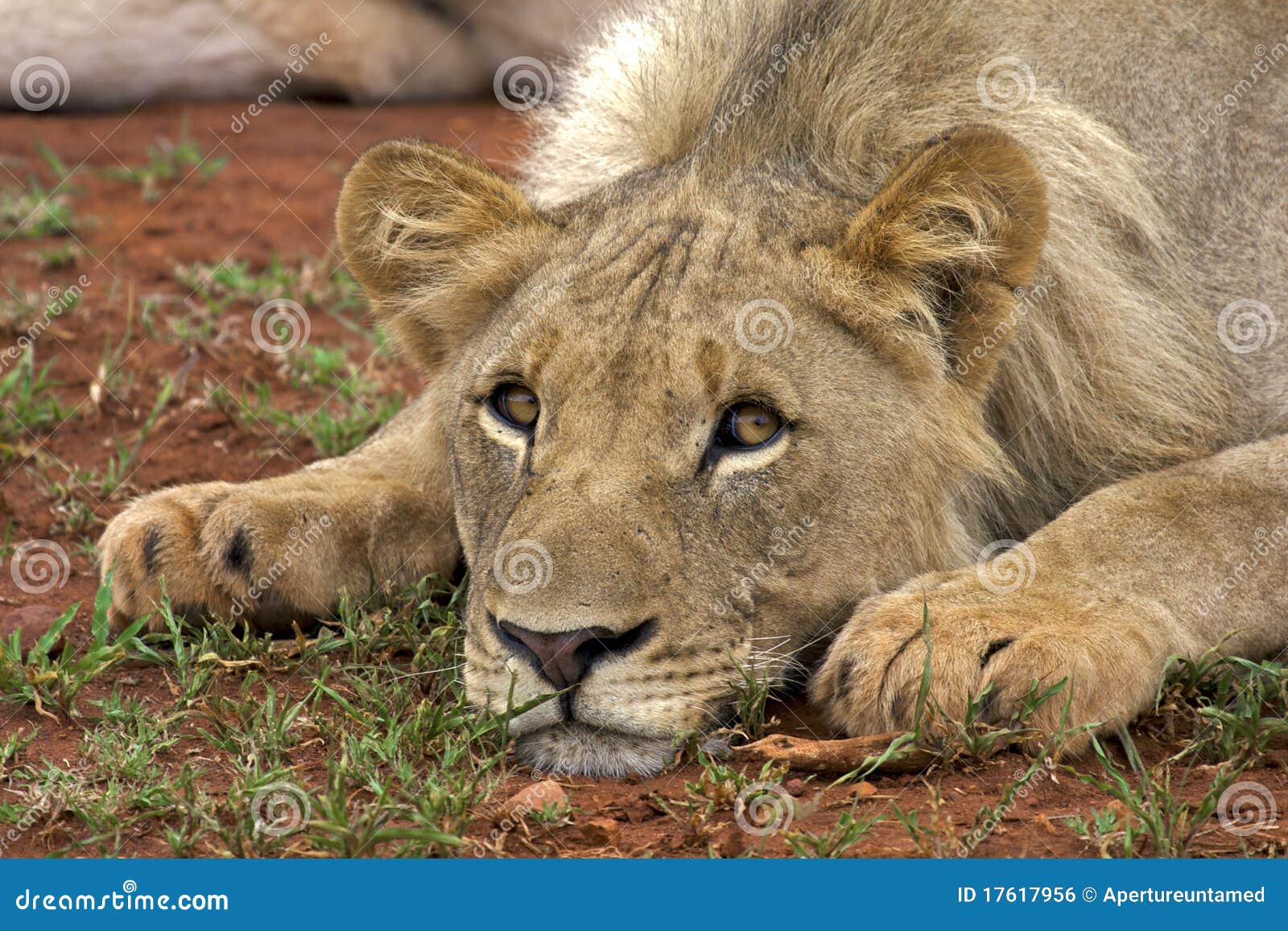 Young male lion stock photo. Image of wild, reserve, looking - 17617956