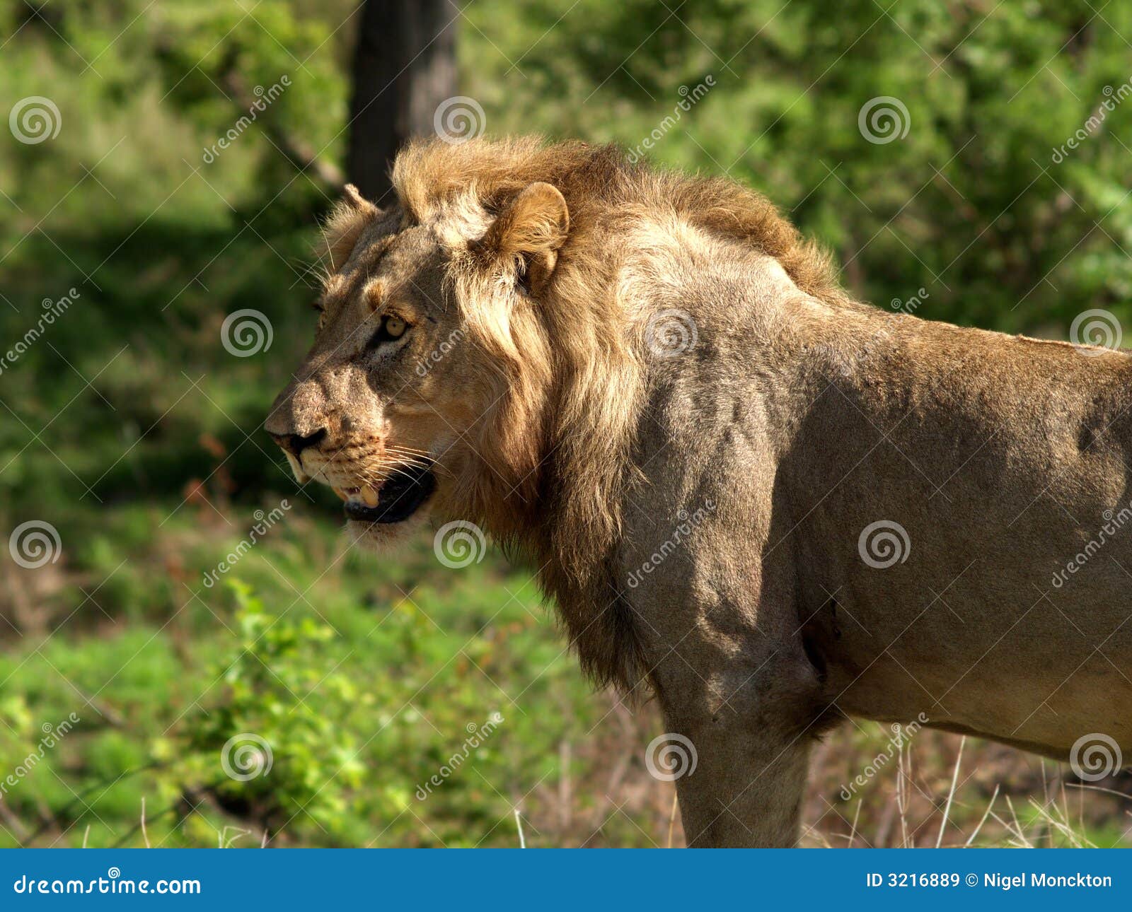 Young male lion stock image. Image of exotic, countryside - 3216889