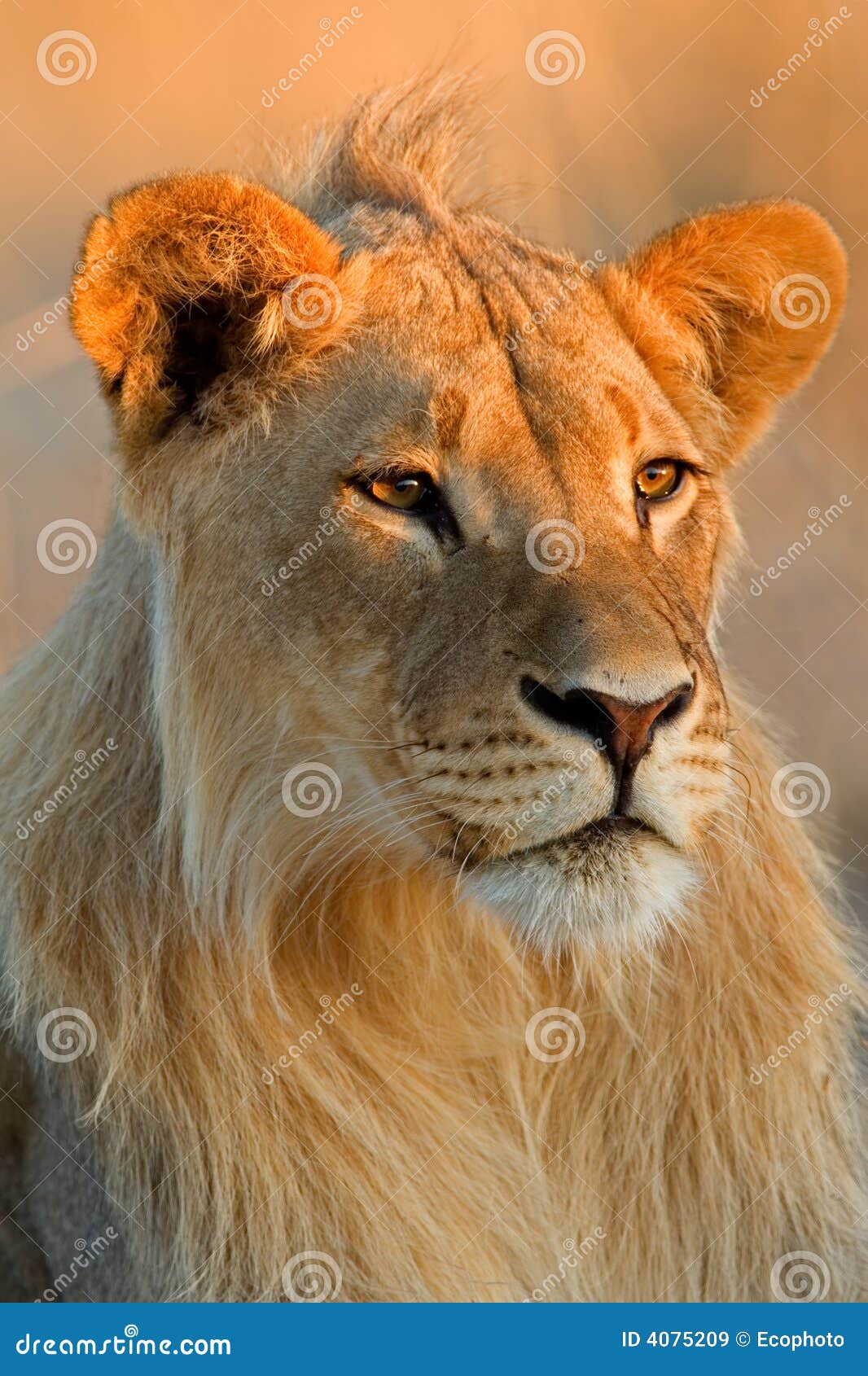 Young male lion stock image. Image of natural, beast, desert - 4075209