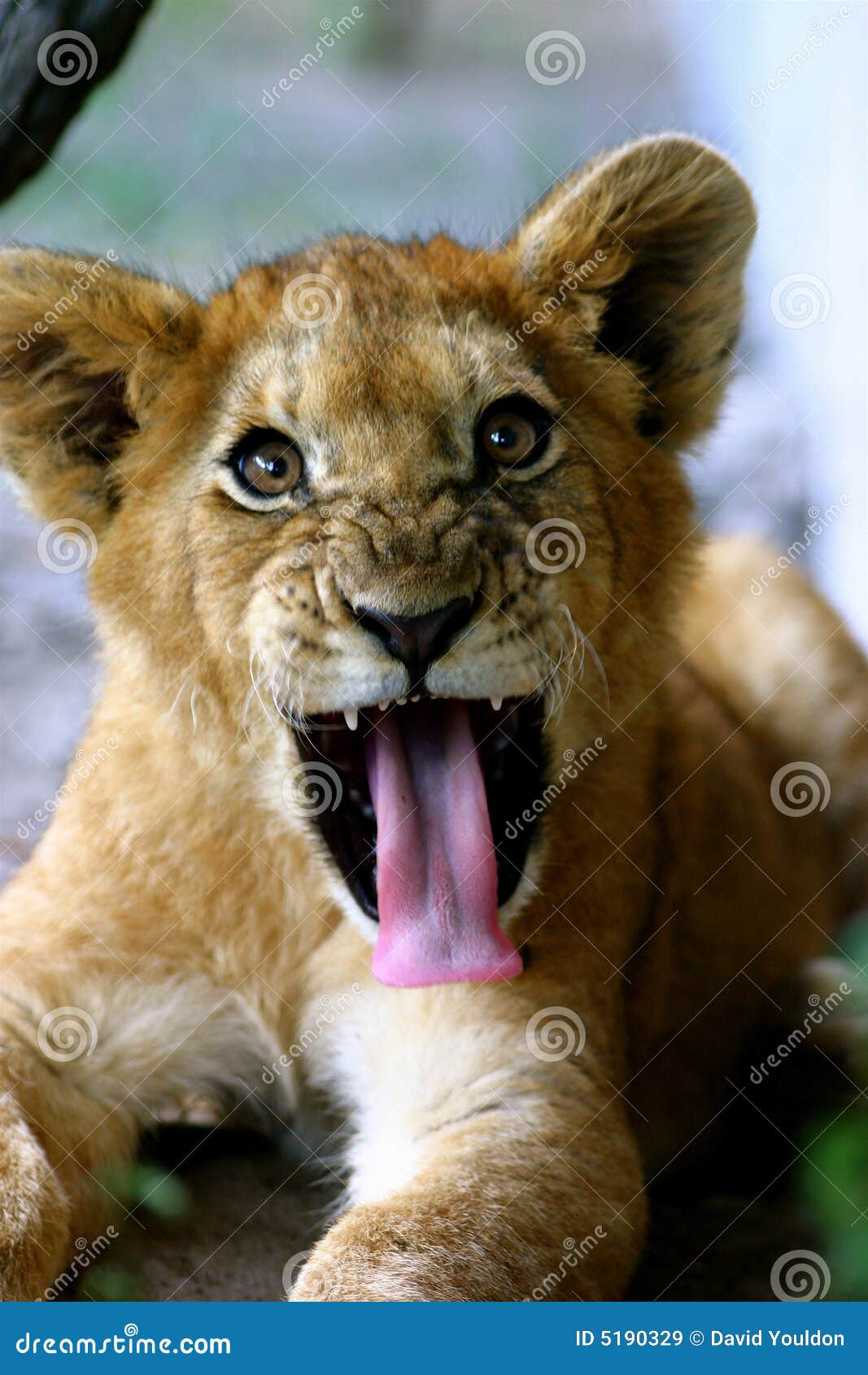 Young male lion stock image. Image of feline, lion, wildlife - 5190329