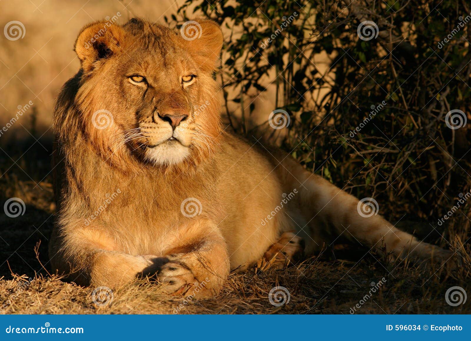 Young male lion stock photo. Image of feline, adapted, natural - 596034
