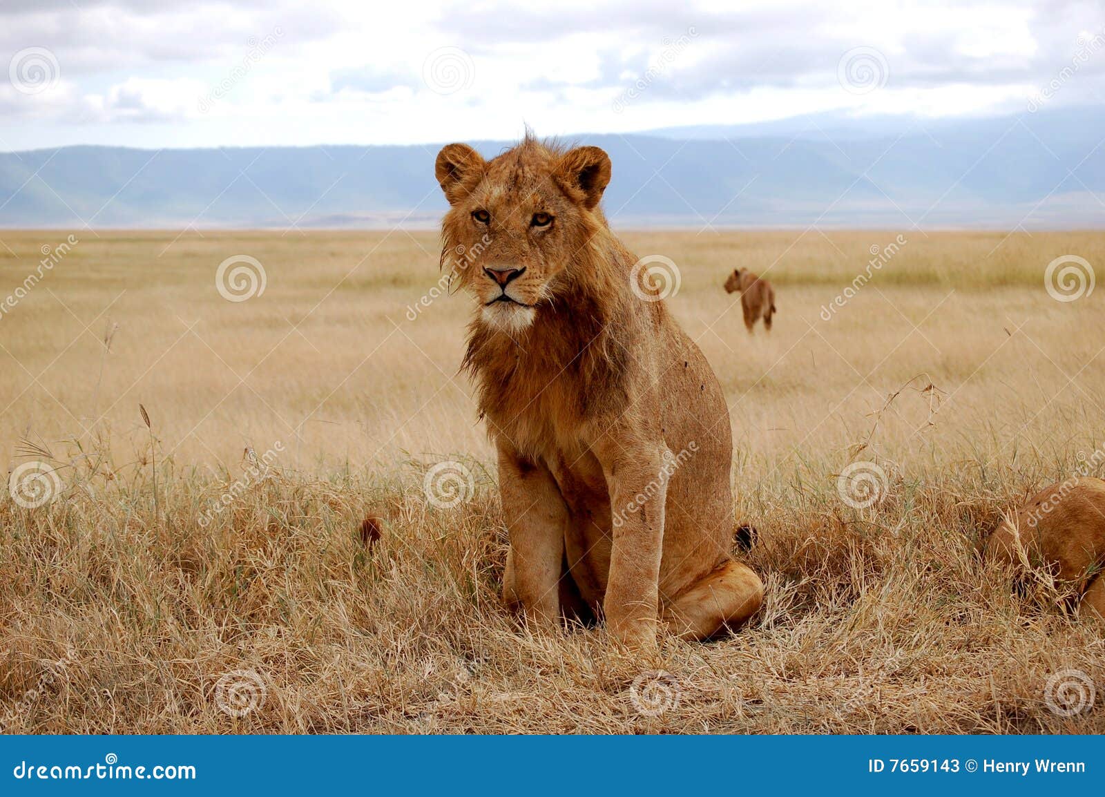 Young Male Lion stock image. Image of nature, african - 7659143
