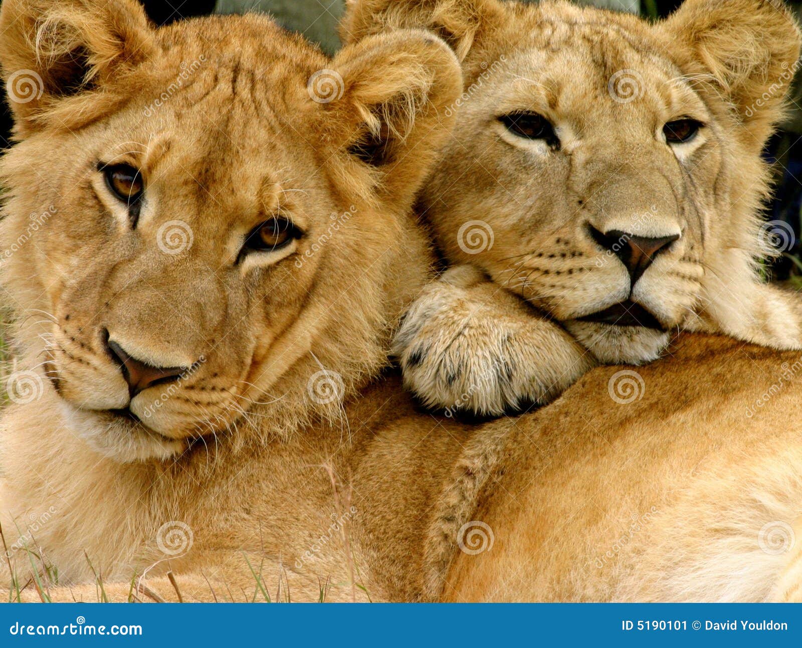 Young male lion brothers stock image. Image of africa - 5190101