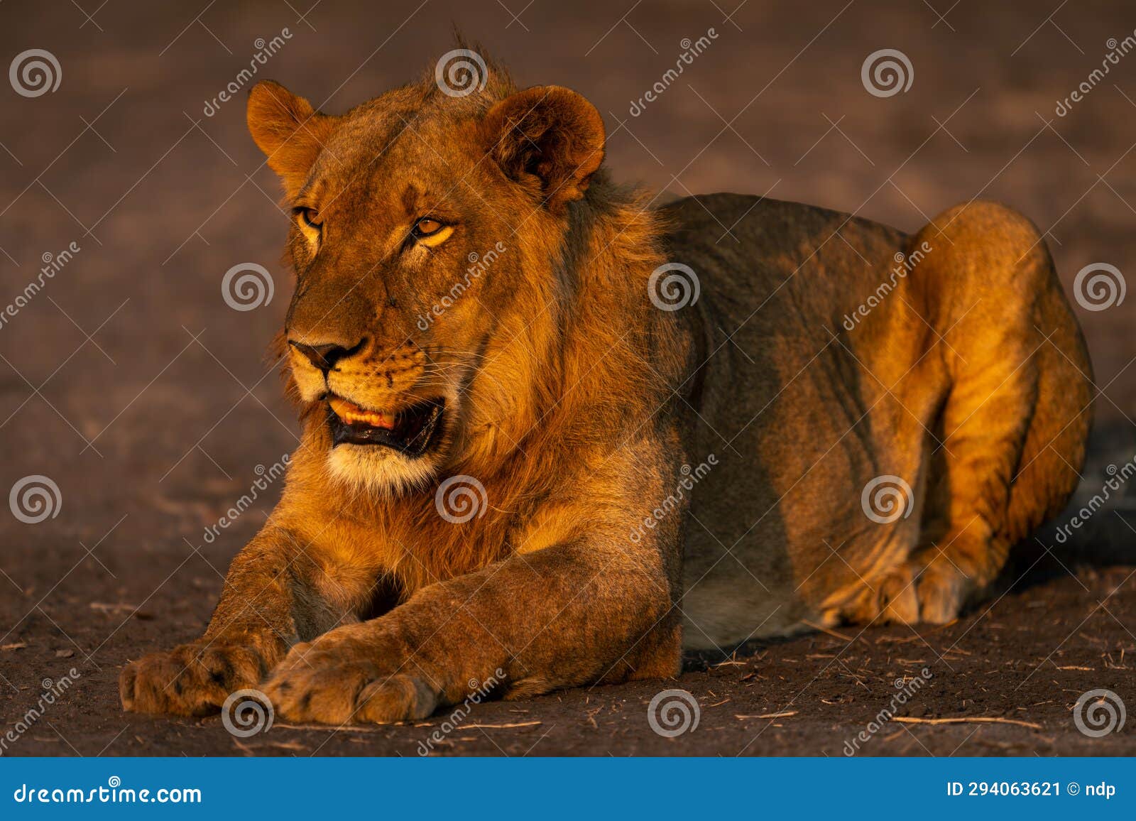 Young Male Lion with Catchlight Lying Down Stock Image - Image of ...