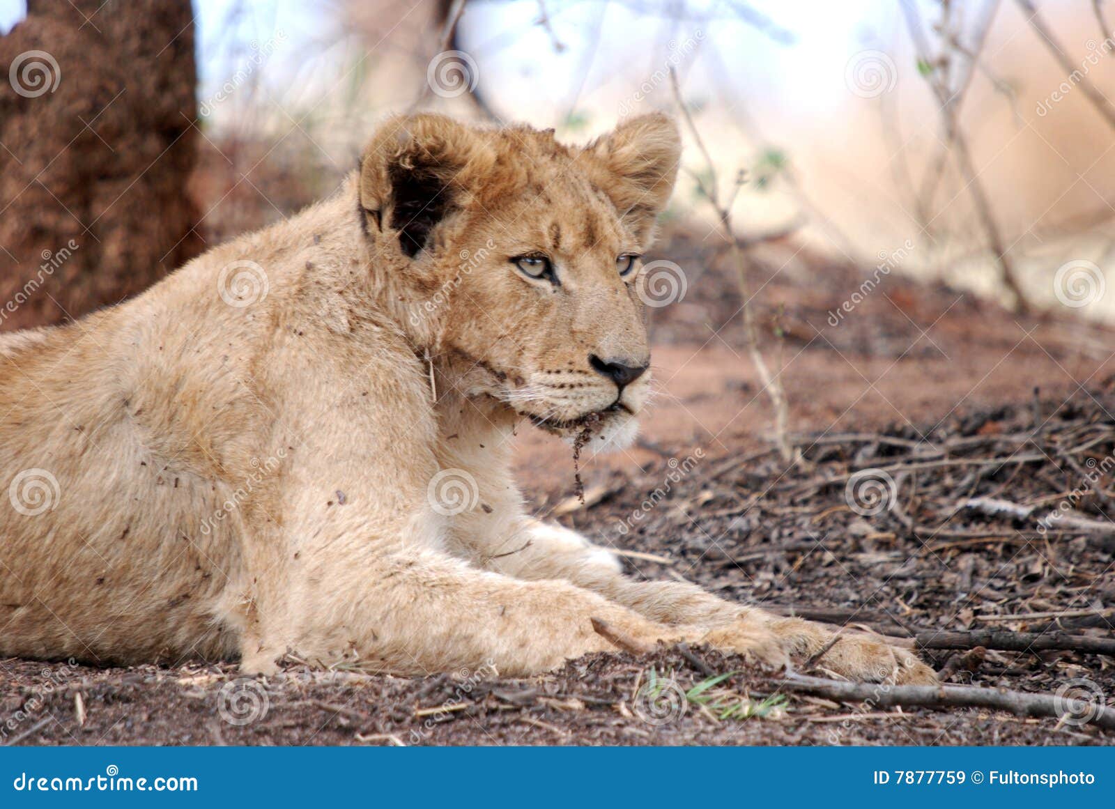 Young male lion cub stock image. Image of male, closeup - 7877759