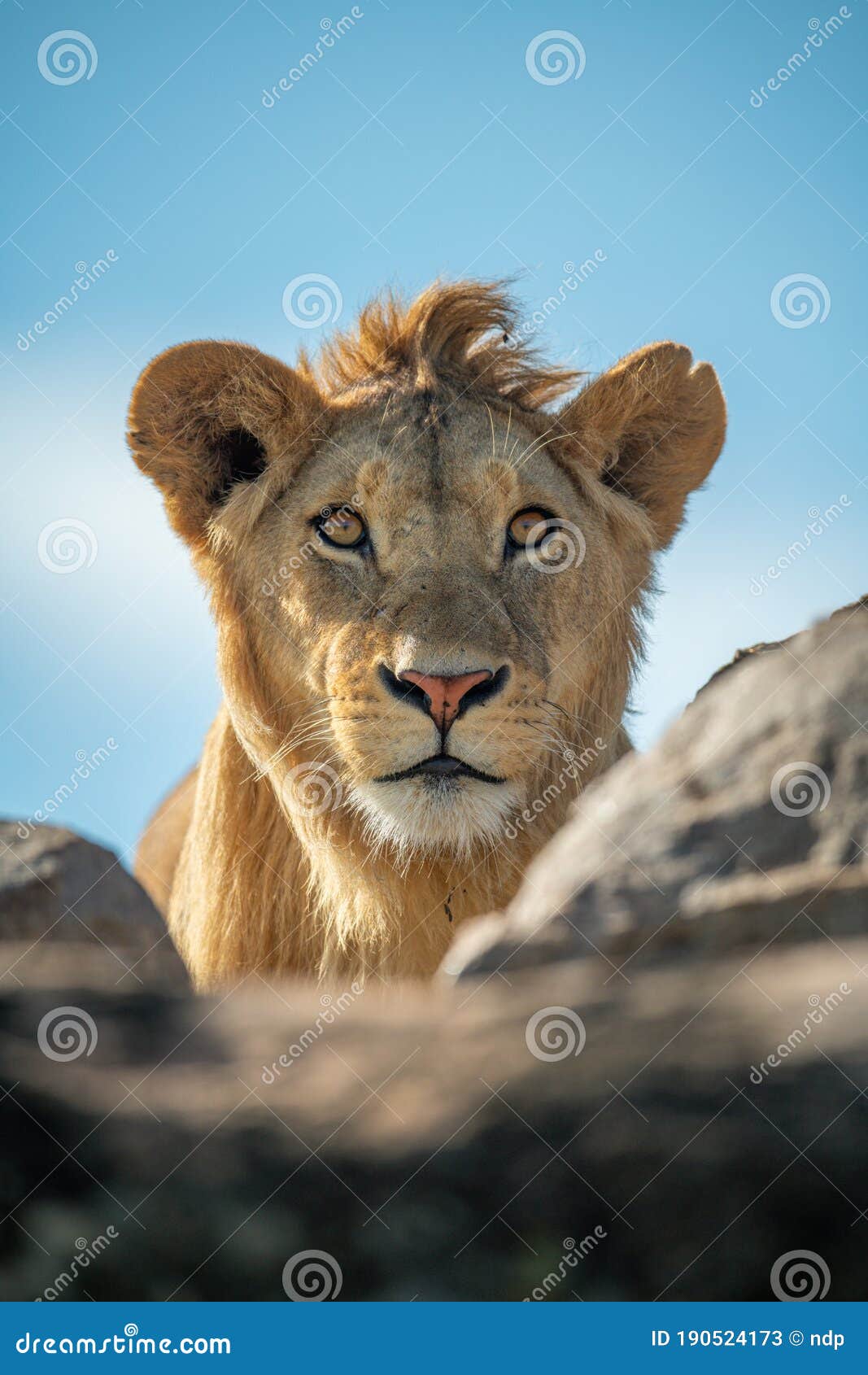 Young Male Lion Eyes Camera Over Rocks Stock Image - Image of wildlife ...